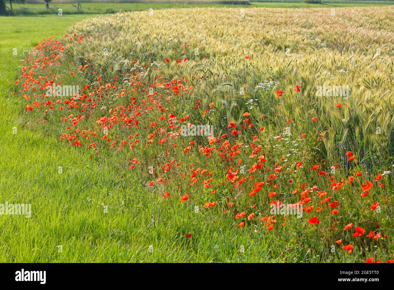 Middle east insects hi-res stock photography and images - Alamy