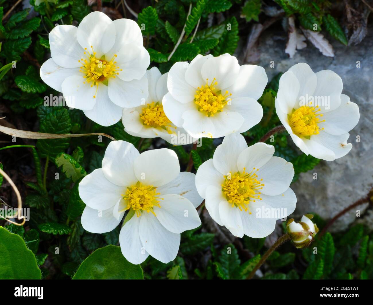 Flowers of the White dryad (Dryas octopetala), Allgaeu Alps, Allgaeu ...
