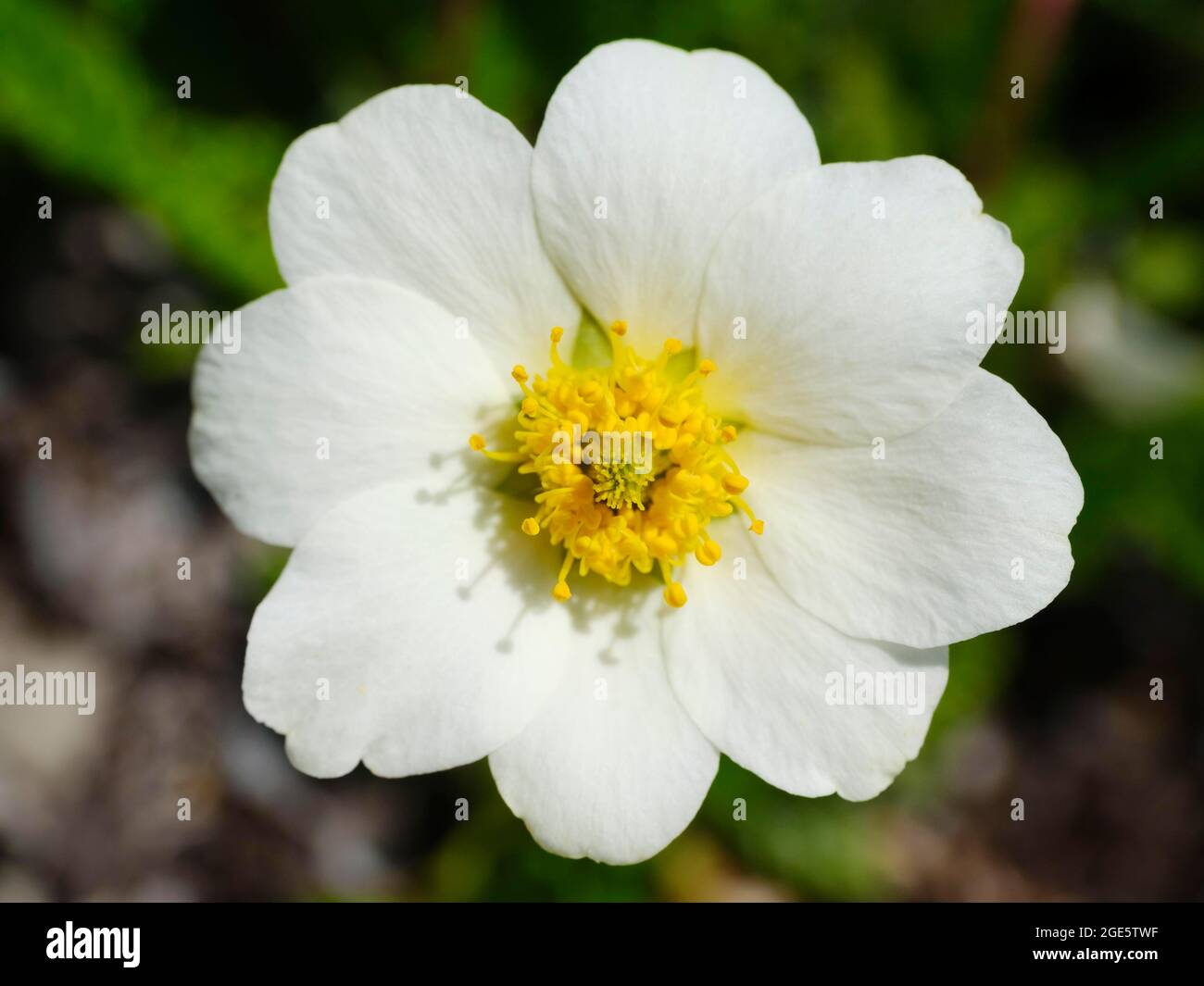 Flower of the White dryad (Dryas octopetala), Allgaeu Alps, Allgaeu ...