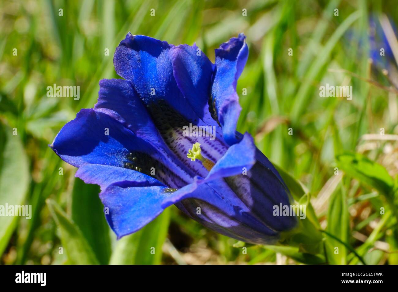 Flowering Gentian (Gentiana), Allgaeu Alps, Bavaria, Germany Stock ...