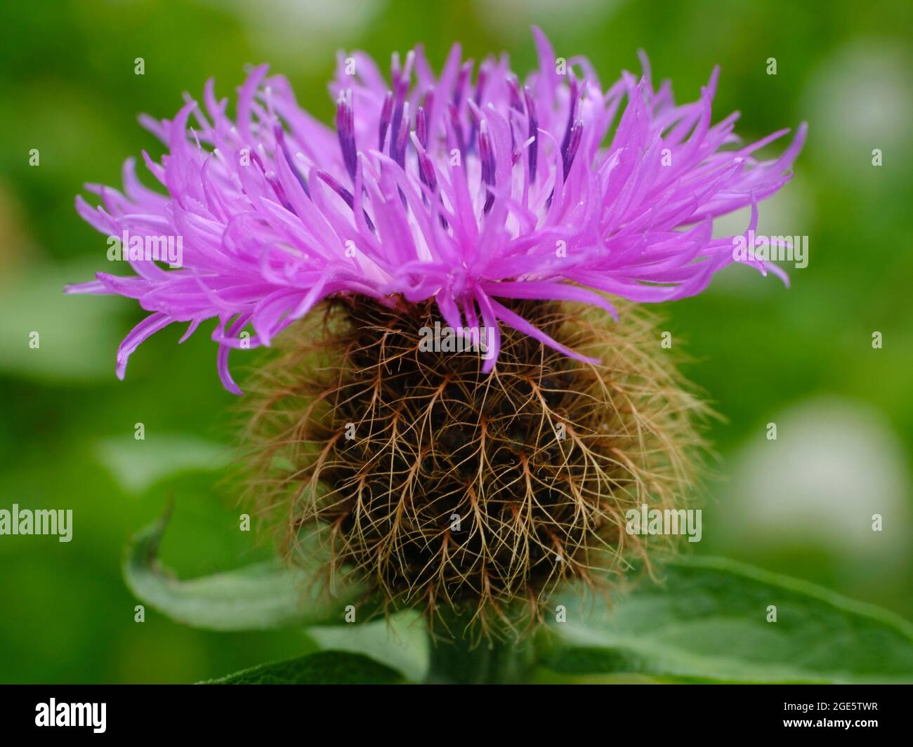 Flower of the perennial cornflower (Centaurea montana), Allgaeu Alps ...