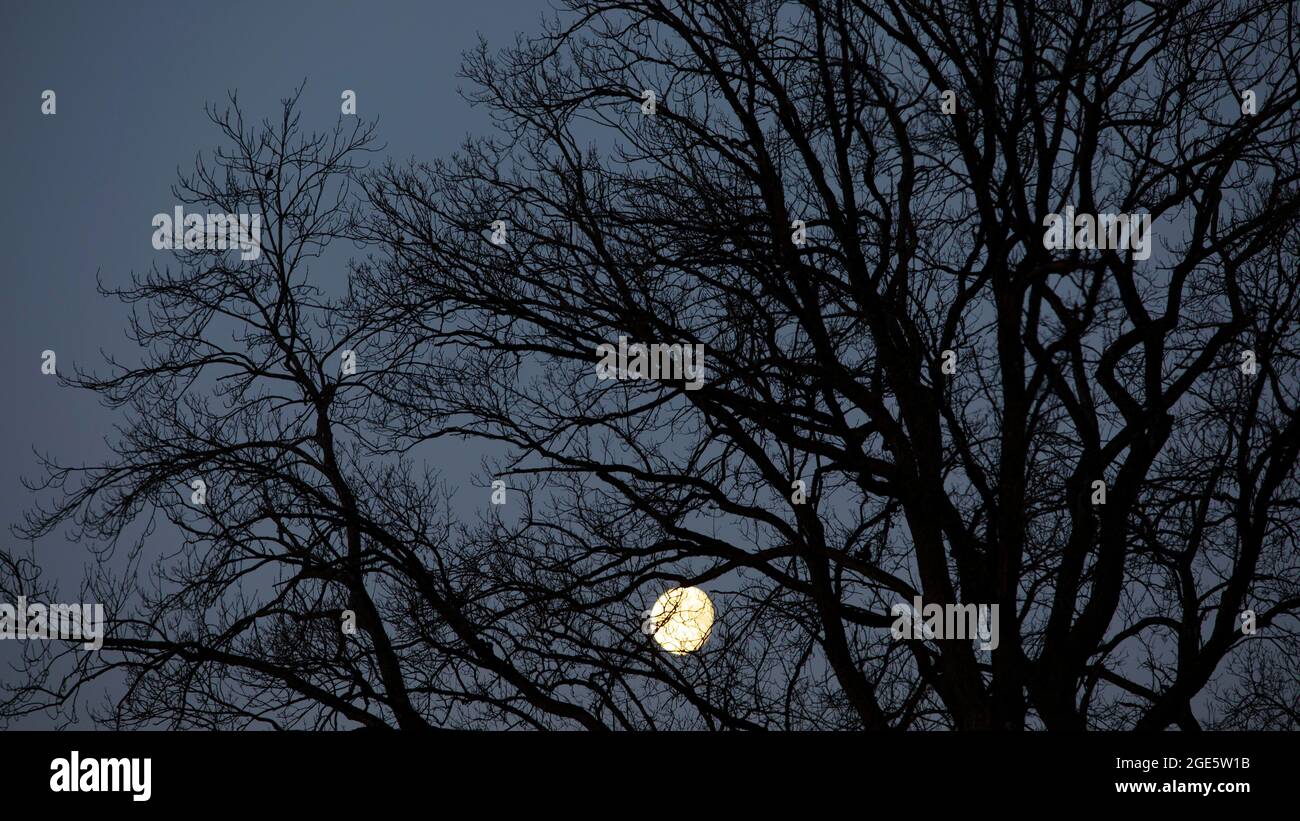 Full moon behind the branches of an old oak, moonrise, Mondseeland ...