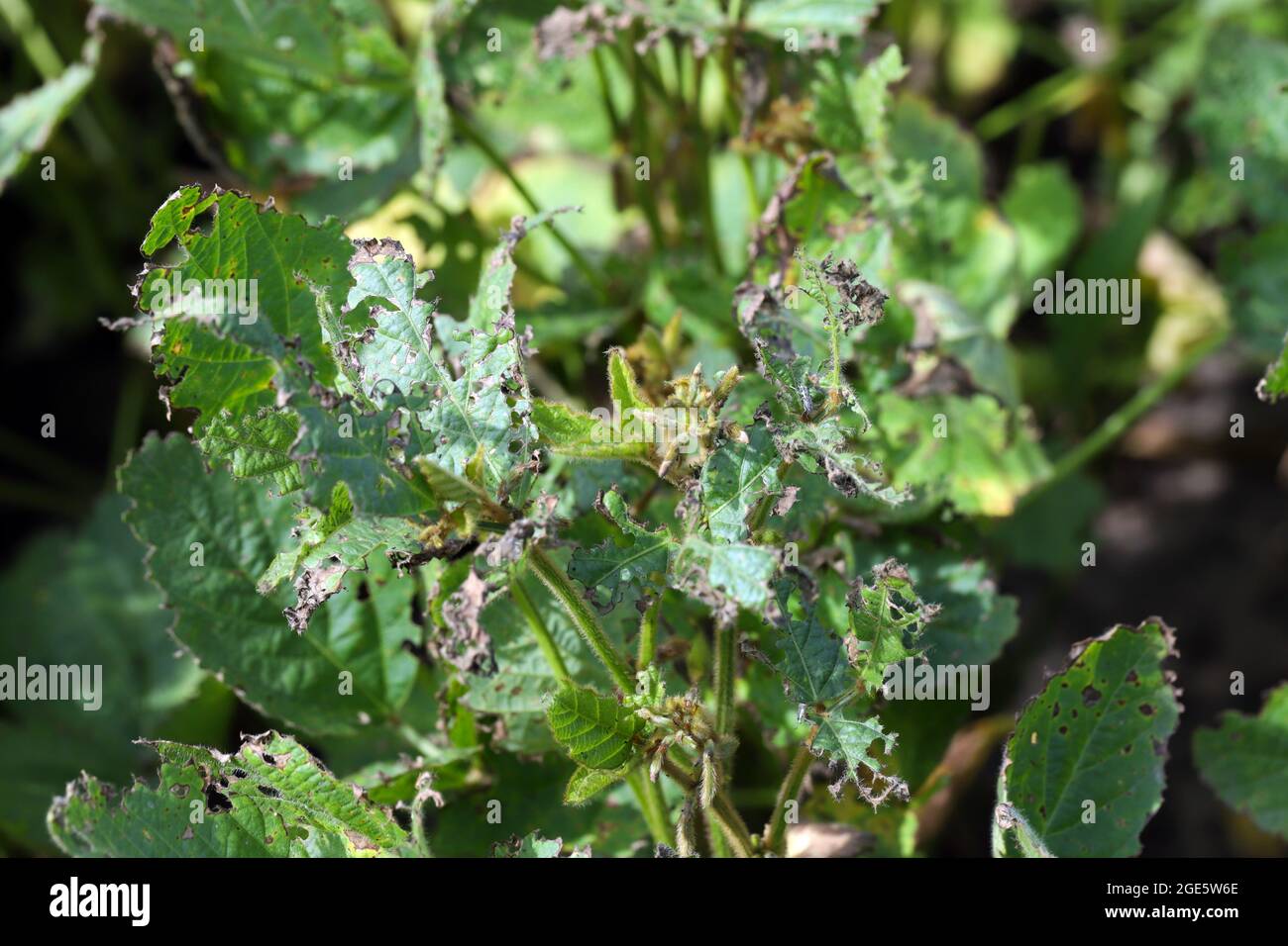 Soy bean plants damaged by Lupine beetle - Charagmus (formerly Sitona ...