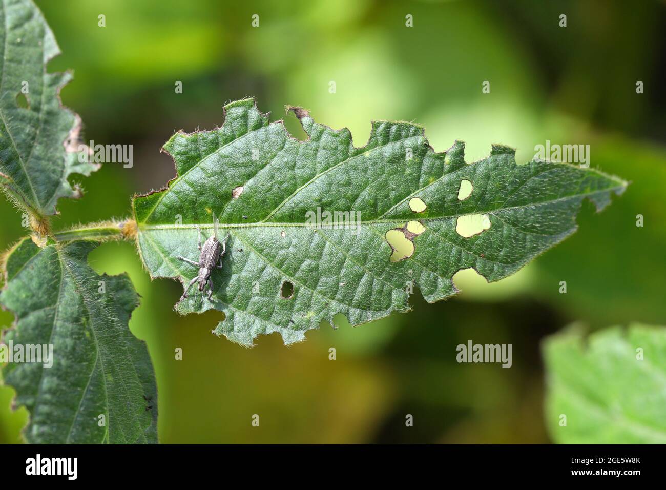 Soy bean plants damaged by Lupine beetle - Charagmus (formerly Sitona ...
