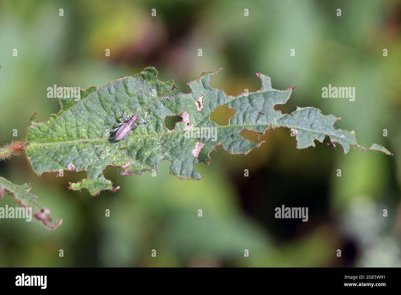 Soy bean plants damaged by Lupine beetle - Charagmus (formerly Sitona ...