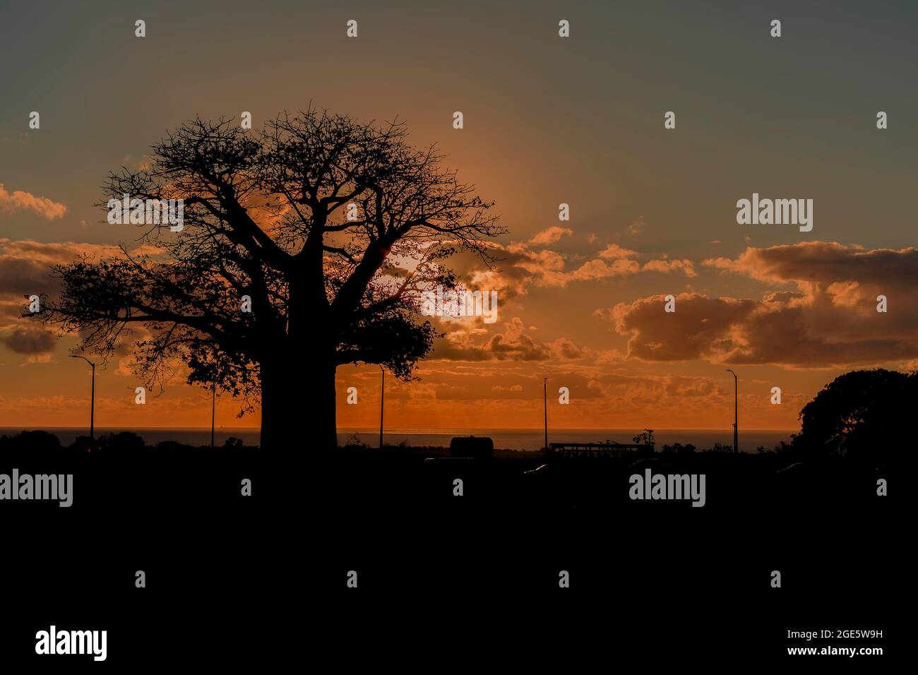 Indian baobab hi-res stock photography and images - Alamy