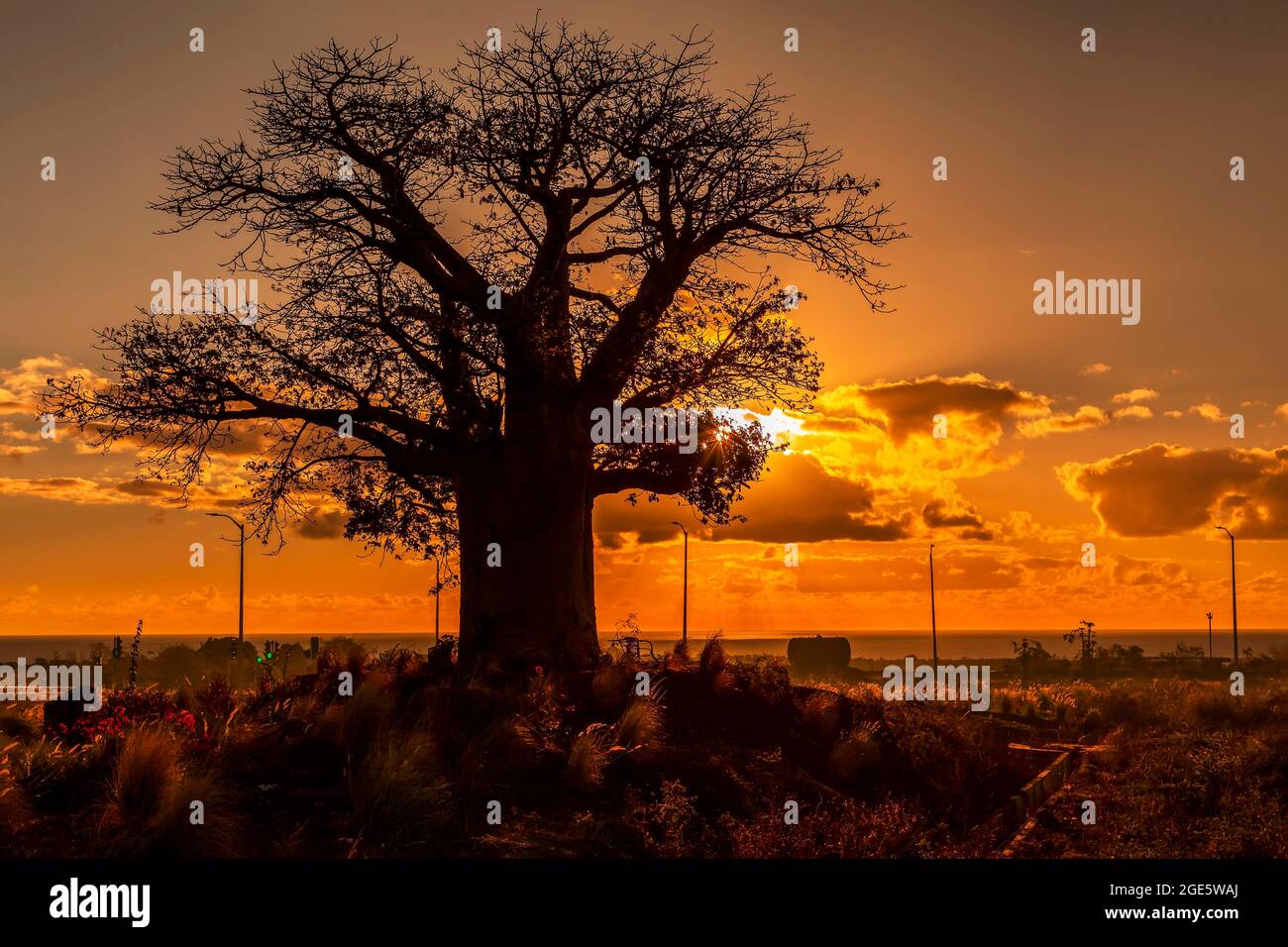Indian baobab hi-res stock photography and images - Alamy