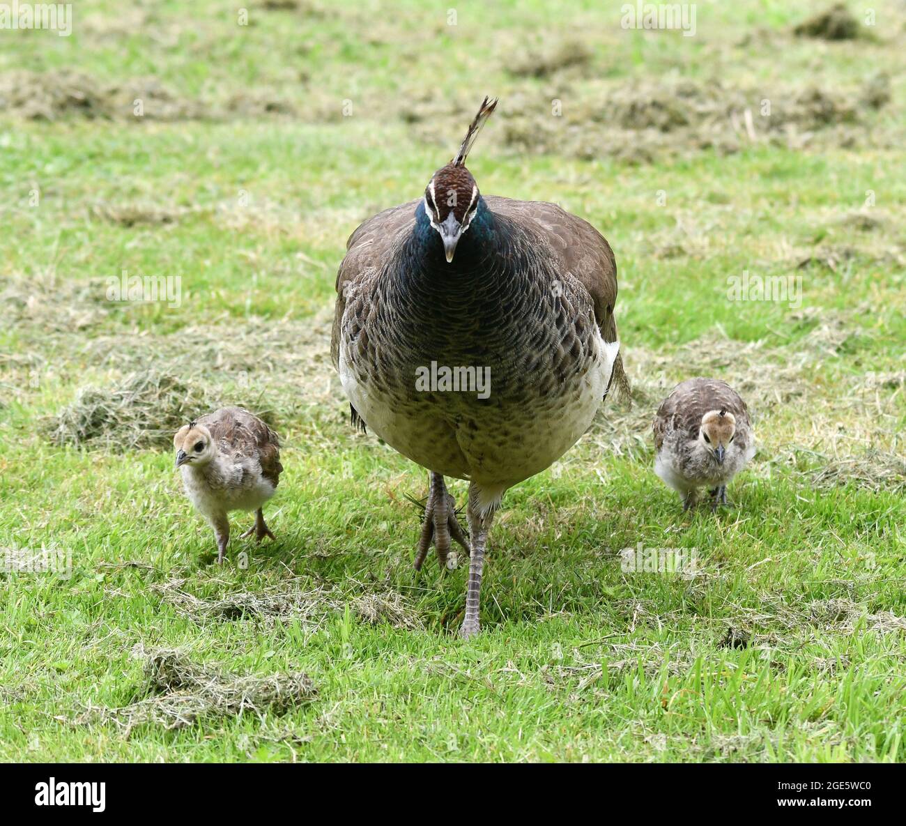 Peacock Chicks High Resolution Stock Photography and Images - Alamy