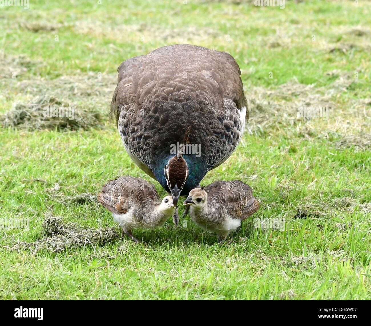 Peacock Chicks