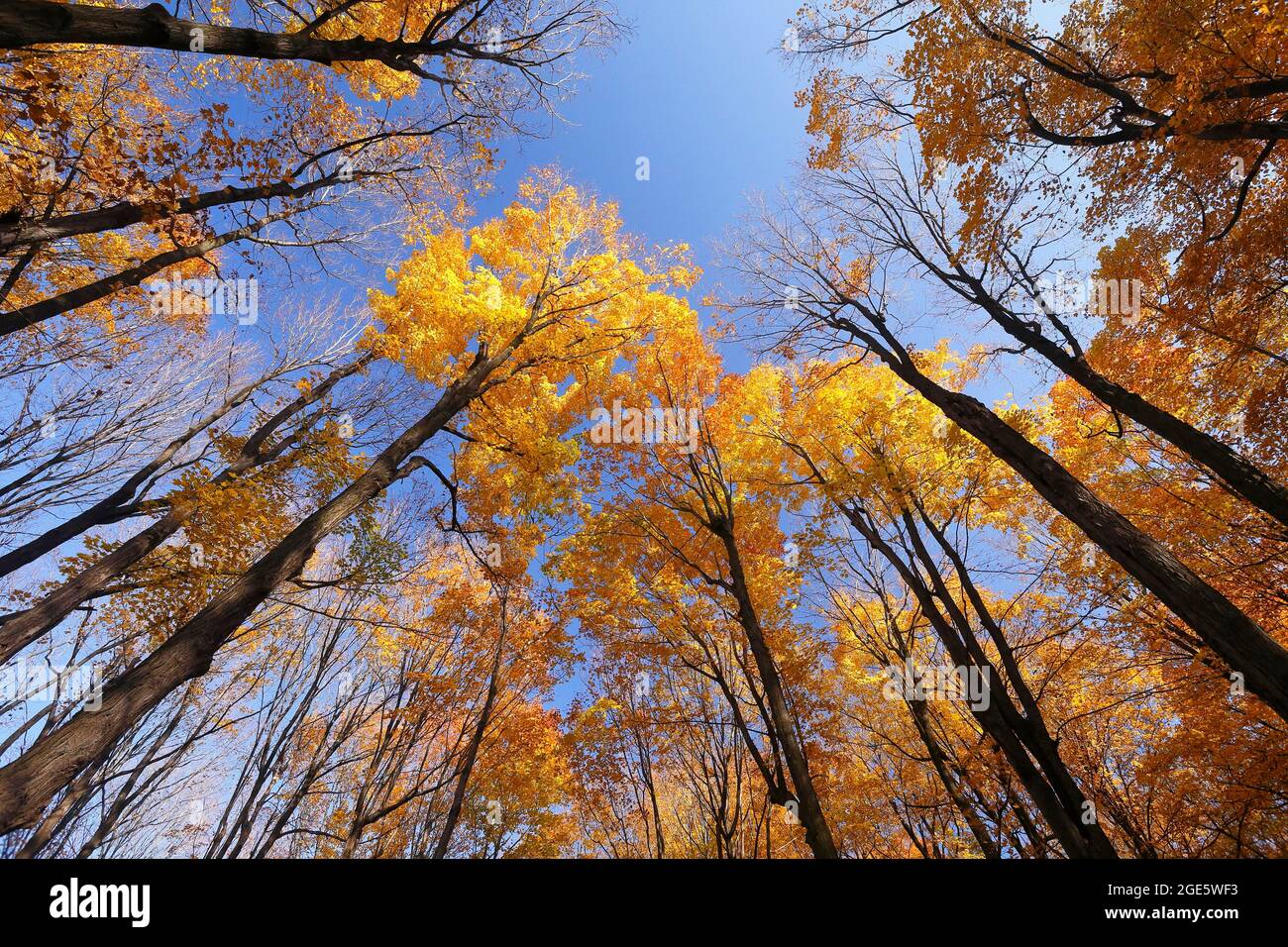 North quebec forest hi-res stock photography and images - Alamy
