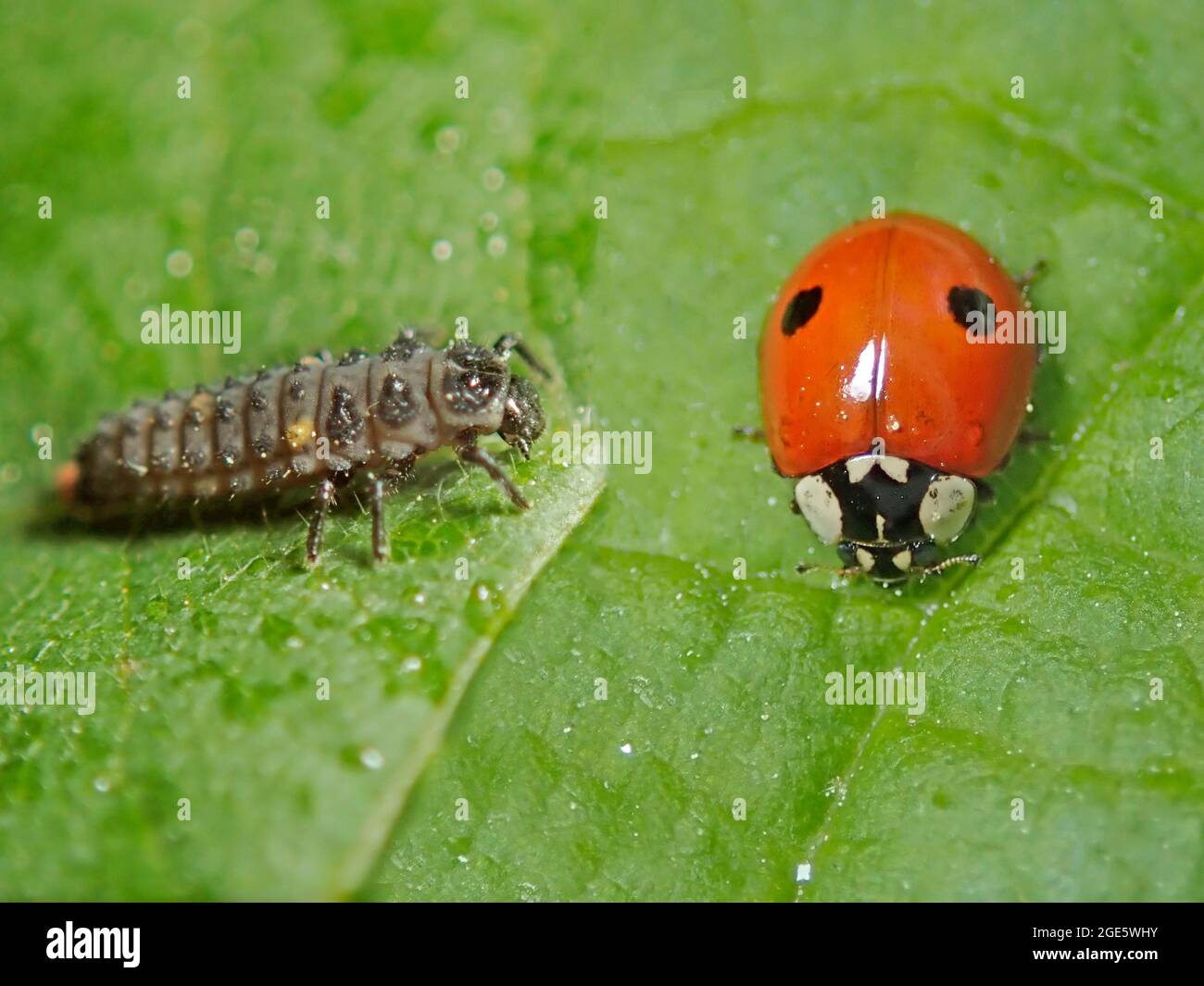 Two-spotted lady beetle (Adalia bipunctata), larva and beetle ...