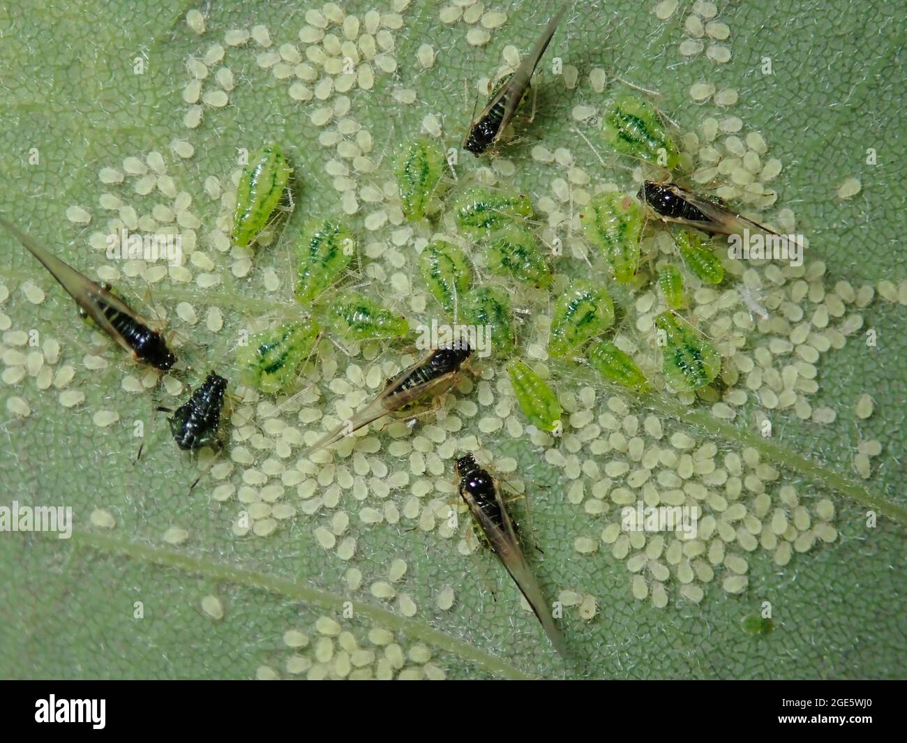 Sycamore aphid (Periphyllus), pests, young and adults with and without ...