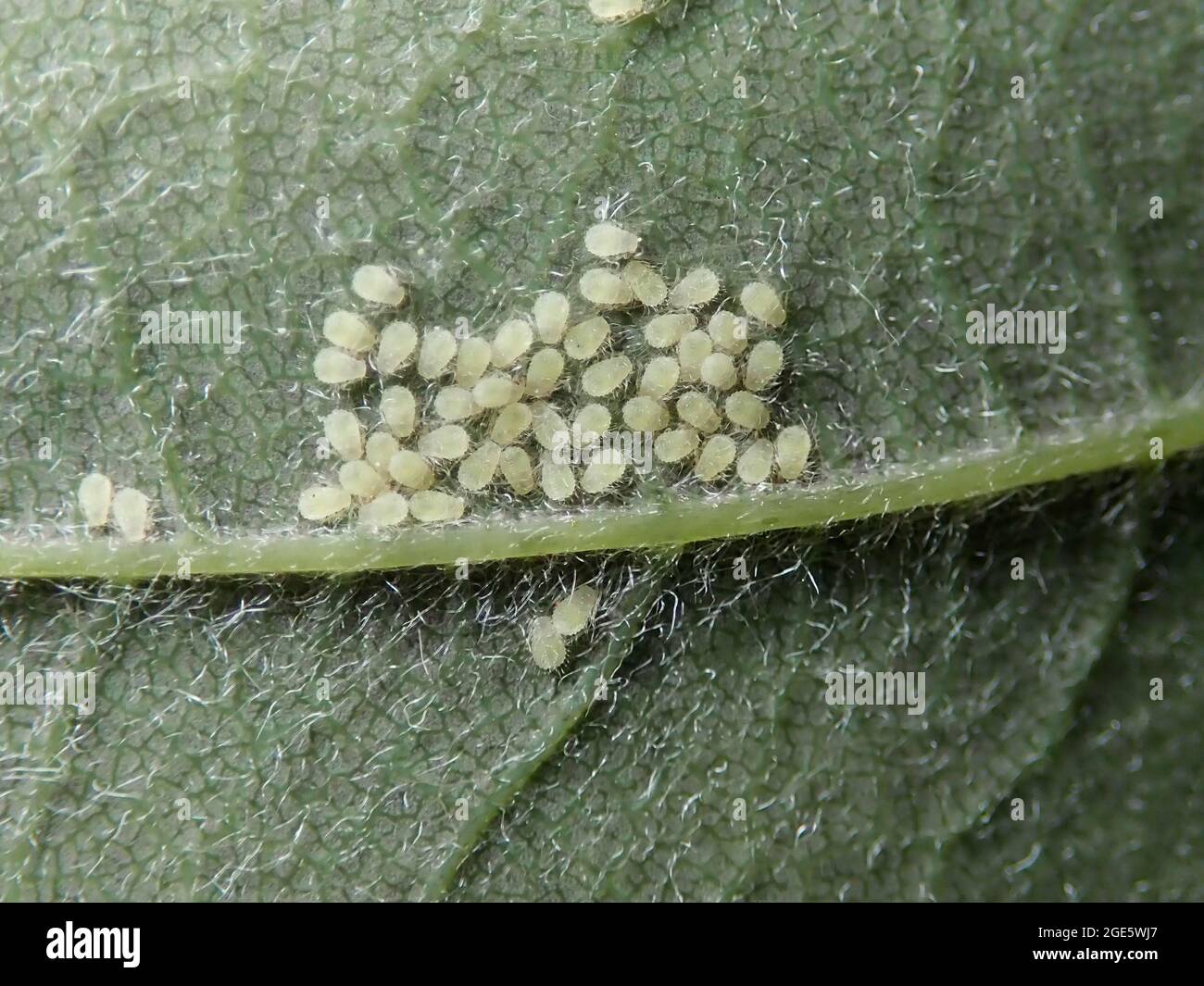 Sycamore aphid (Periphyllus), pest, larvae, juveniles, Germany Stock ...