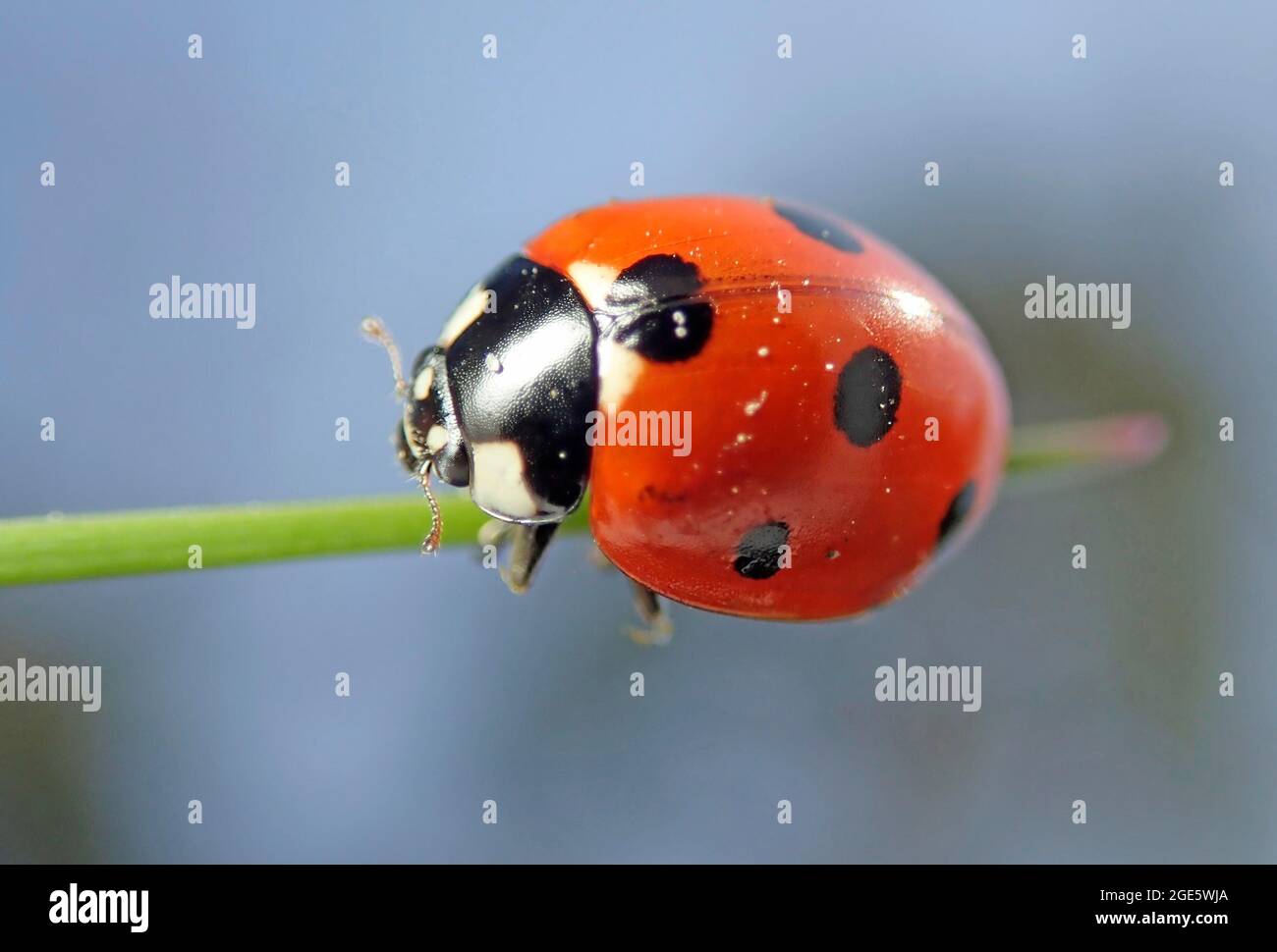Spot the insect hi-res stock photography and images - Alamy