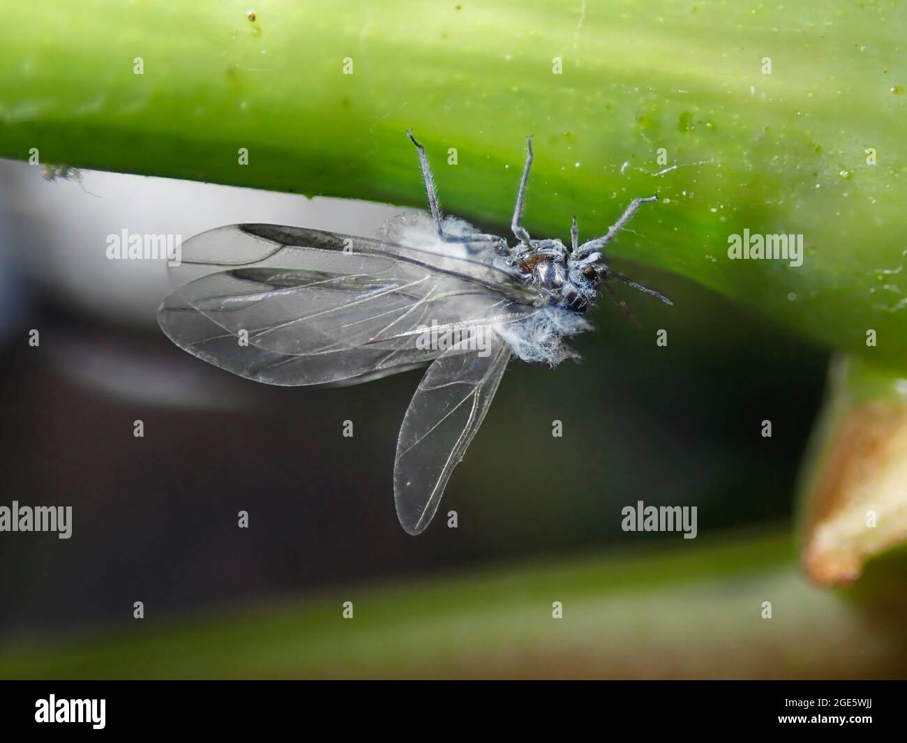 Woolly beech aphid (Phyllaphis fagi), recognisable by the white wool on ...