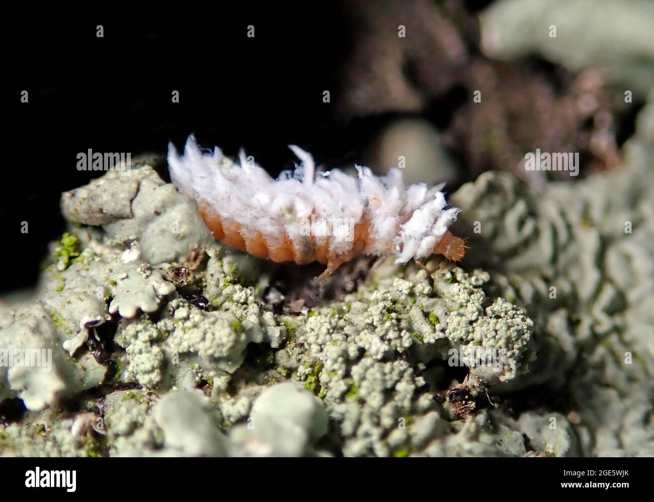 Dry grassland dwarf ladybird (Scymnus frontalis) larva, beneficial ...