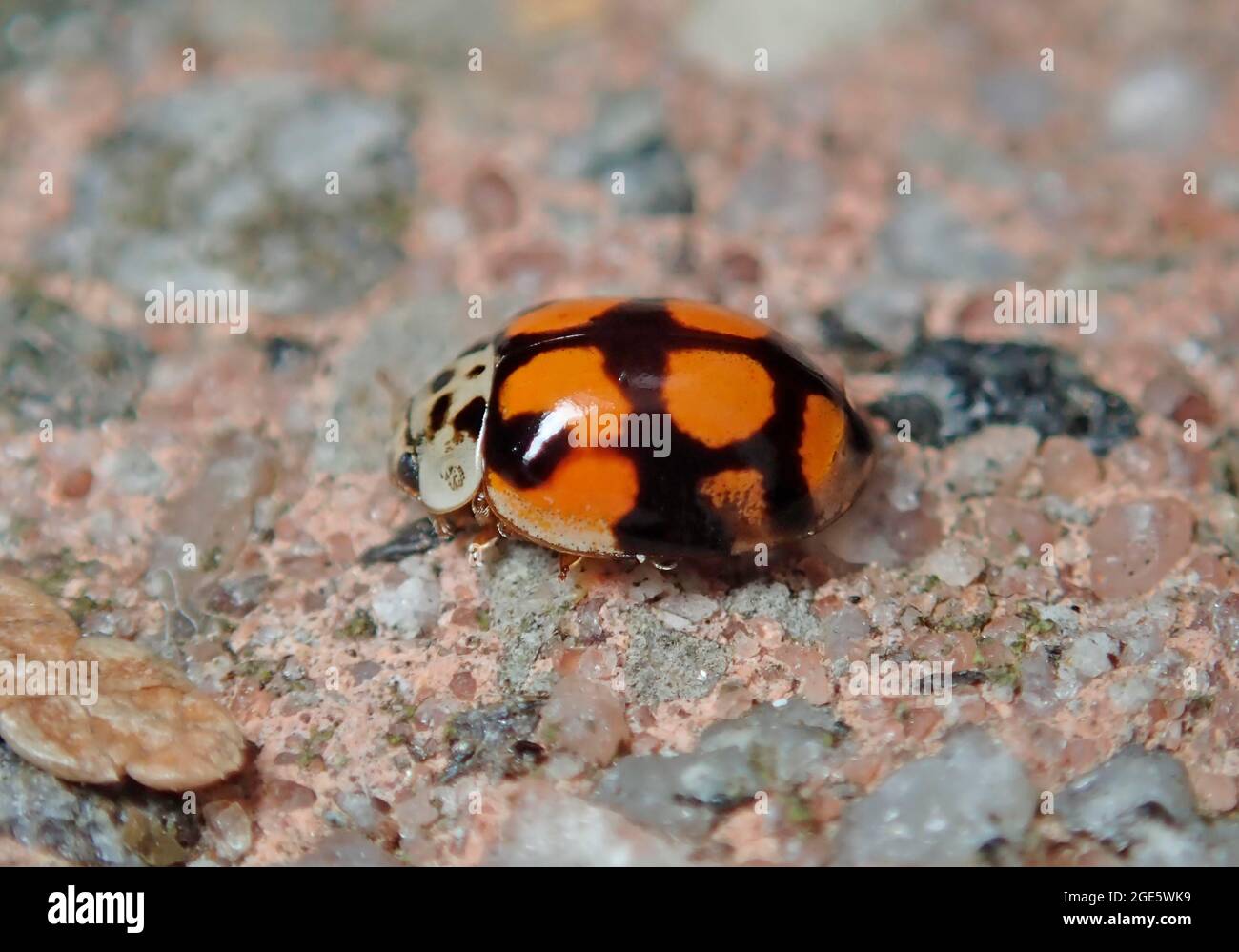 Ten-spotted ladybird (Adalia decempunctata), colour variant, beneficial ...