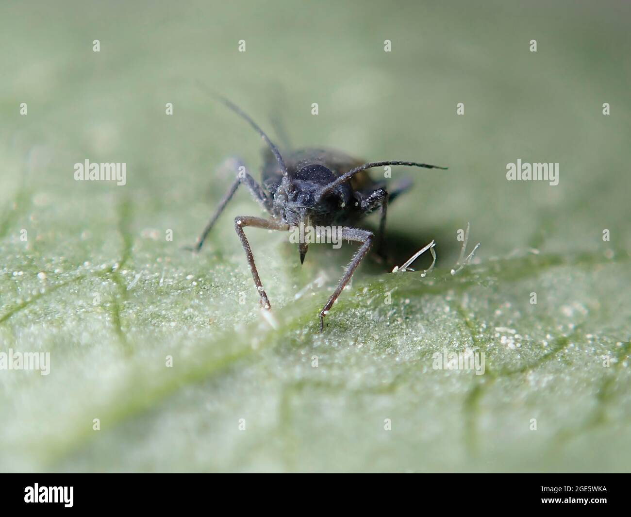Sycamore aphid (Periphyllus), stinging proboscis, adult without wings ...