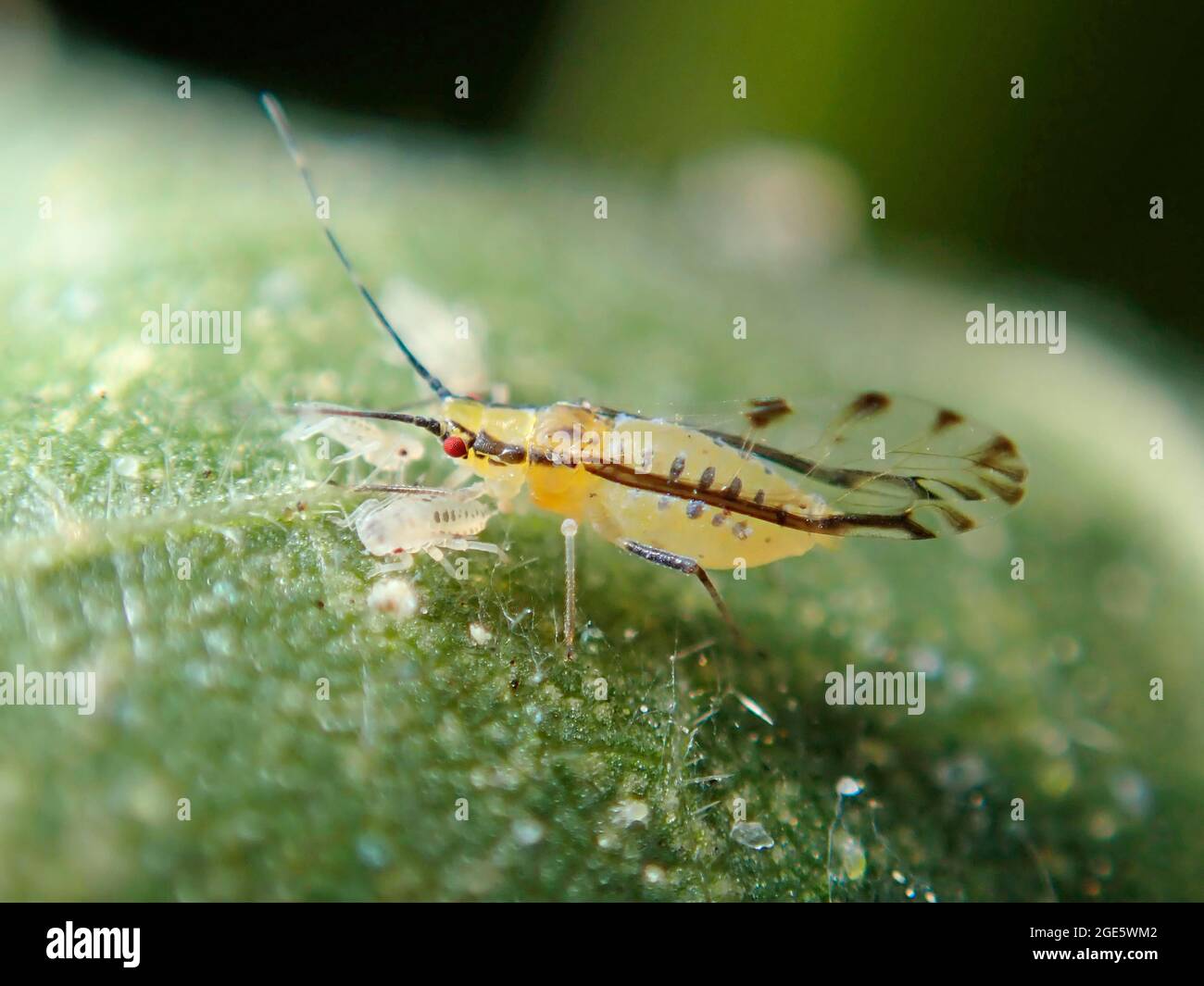 Plantlouse hi-res stock photography and images - Alamy