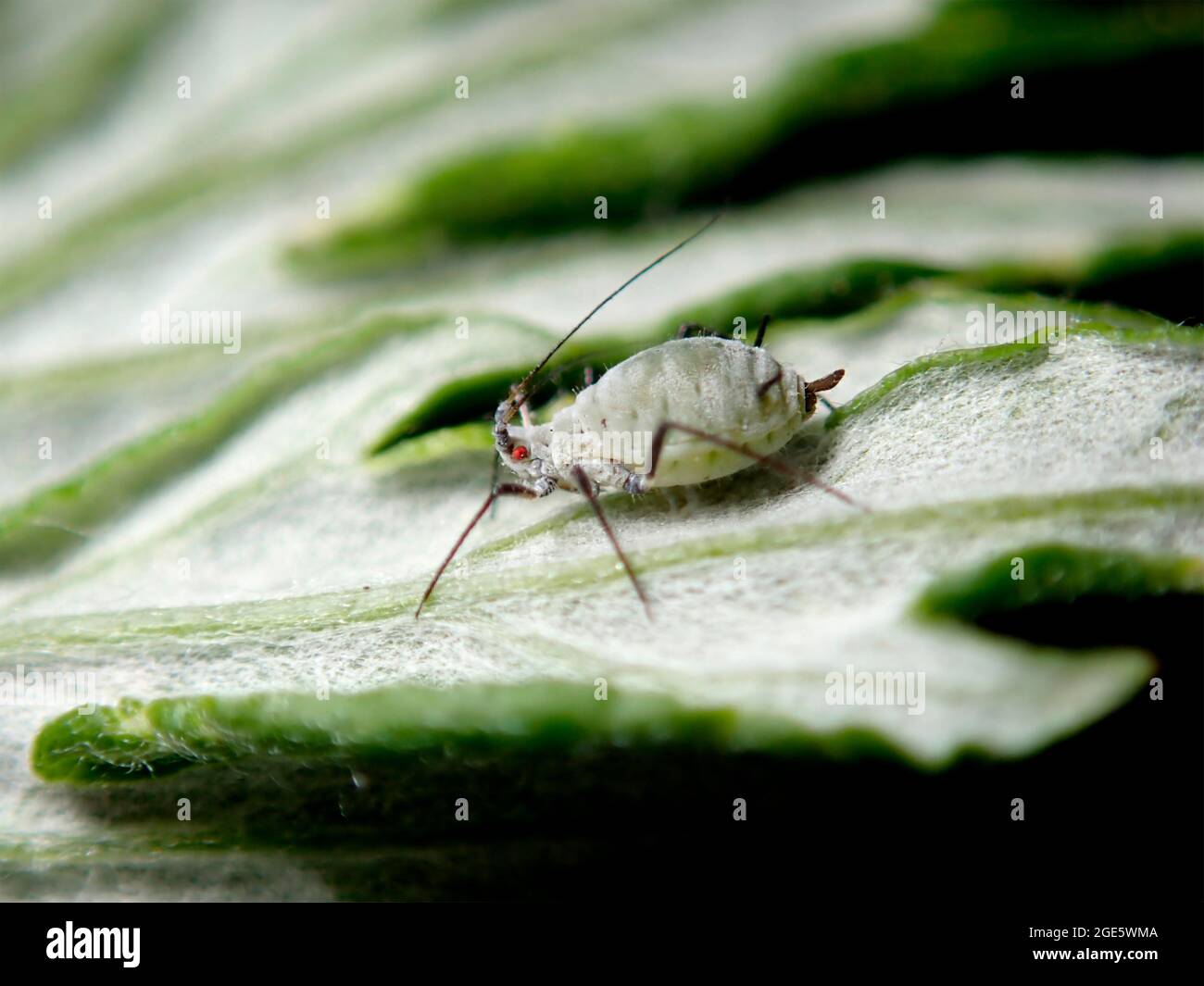 Plantlouse hi-res stock photography and images - Alamy
