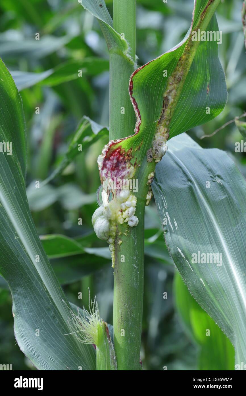 Corn smut is plant disease caused by Ustilago maydis on maize Stock ...