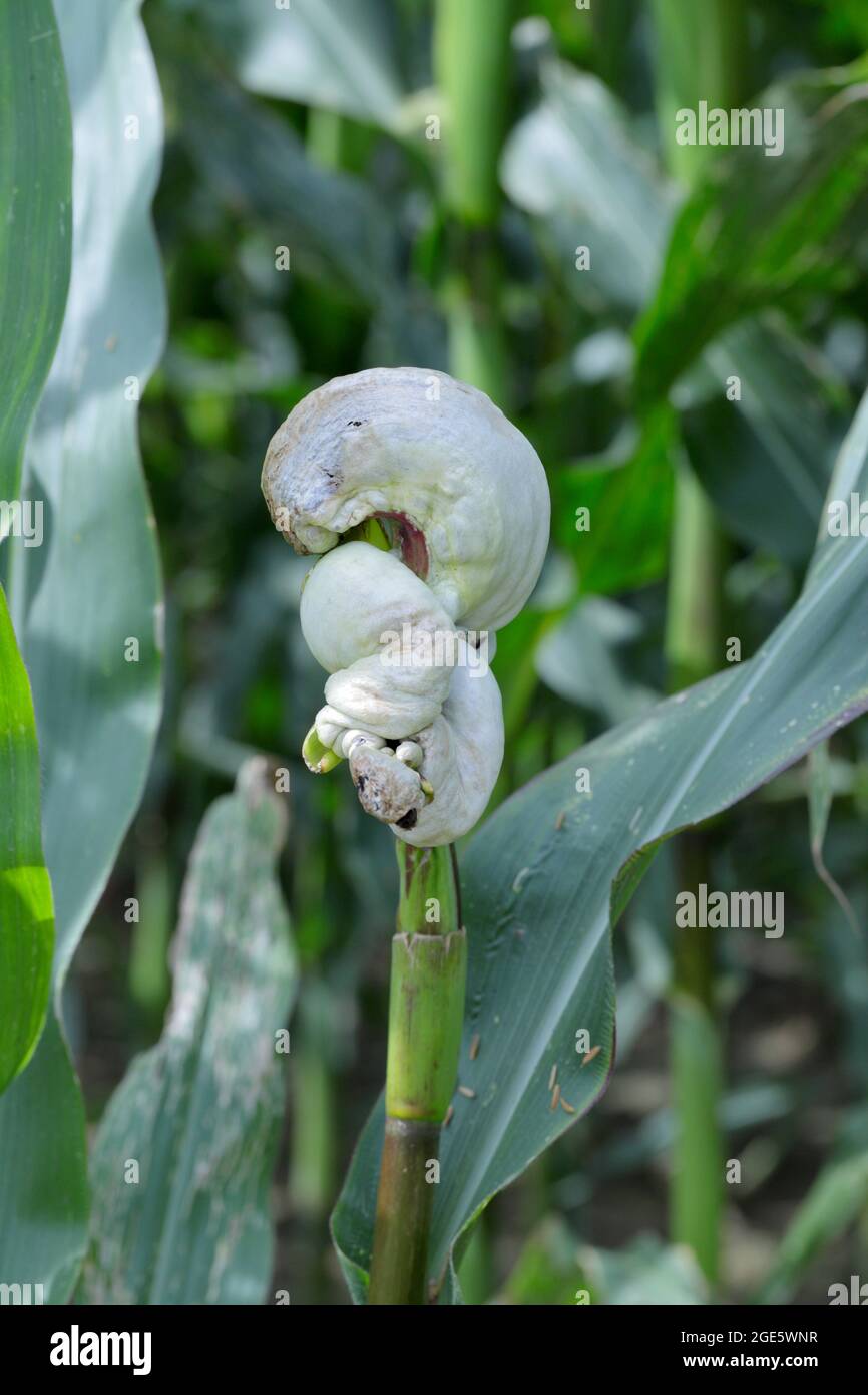Corn smut is plant disease caused by Ustilago maydis on maize Stock ...