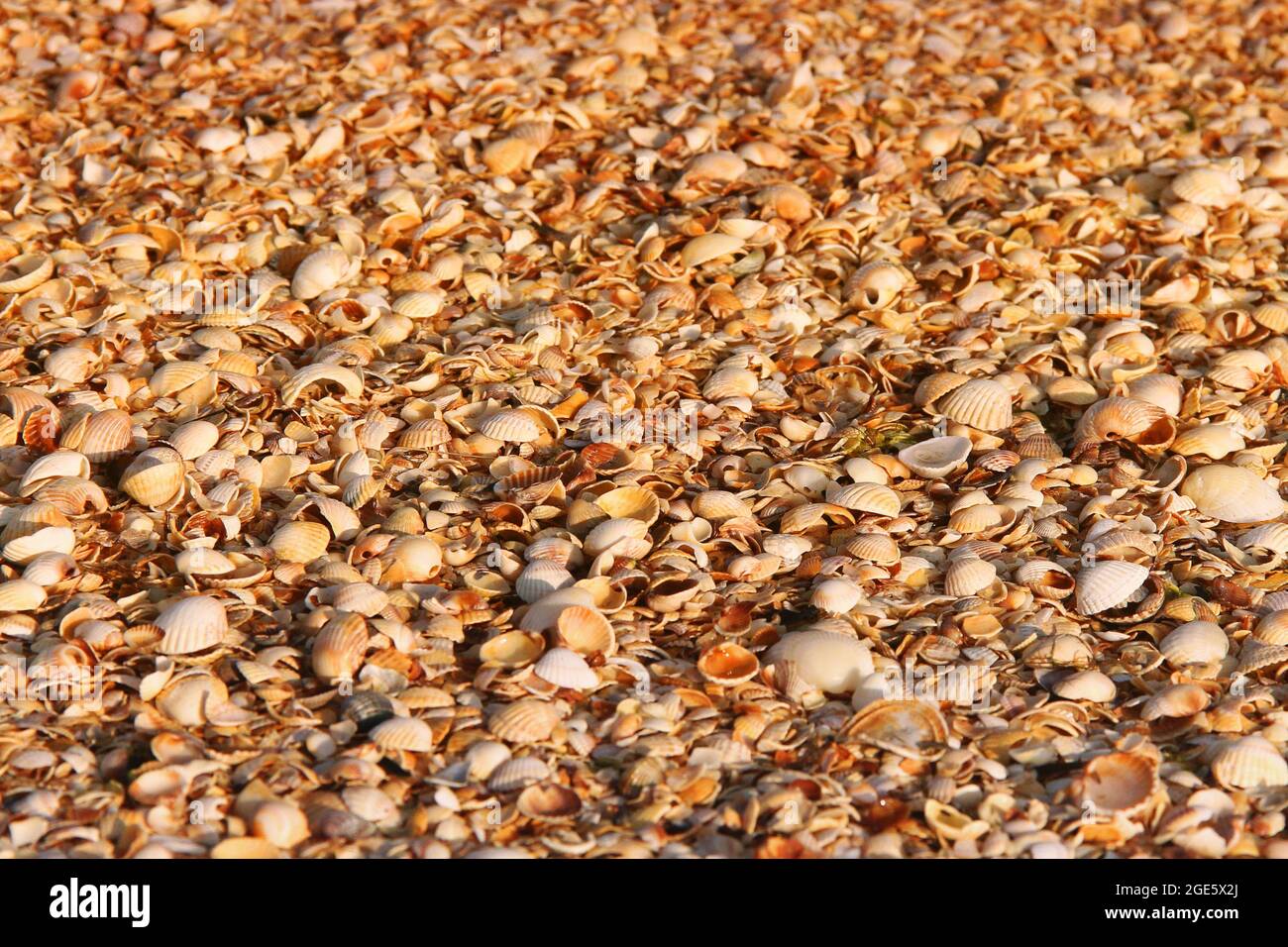 Background from shells. Beautiful summer background. Sea Stock Photo ...