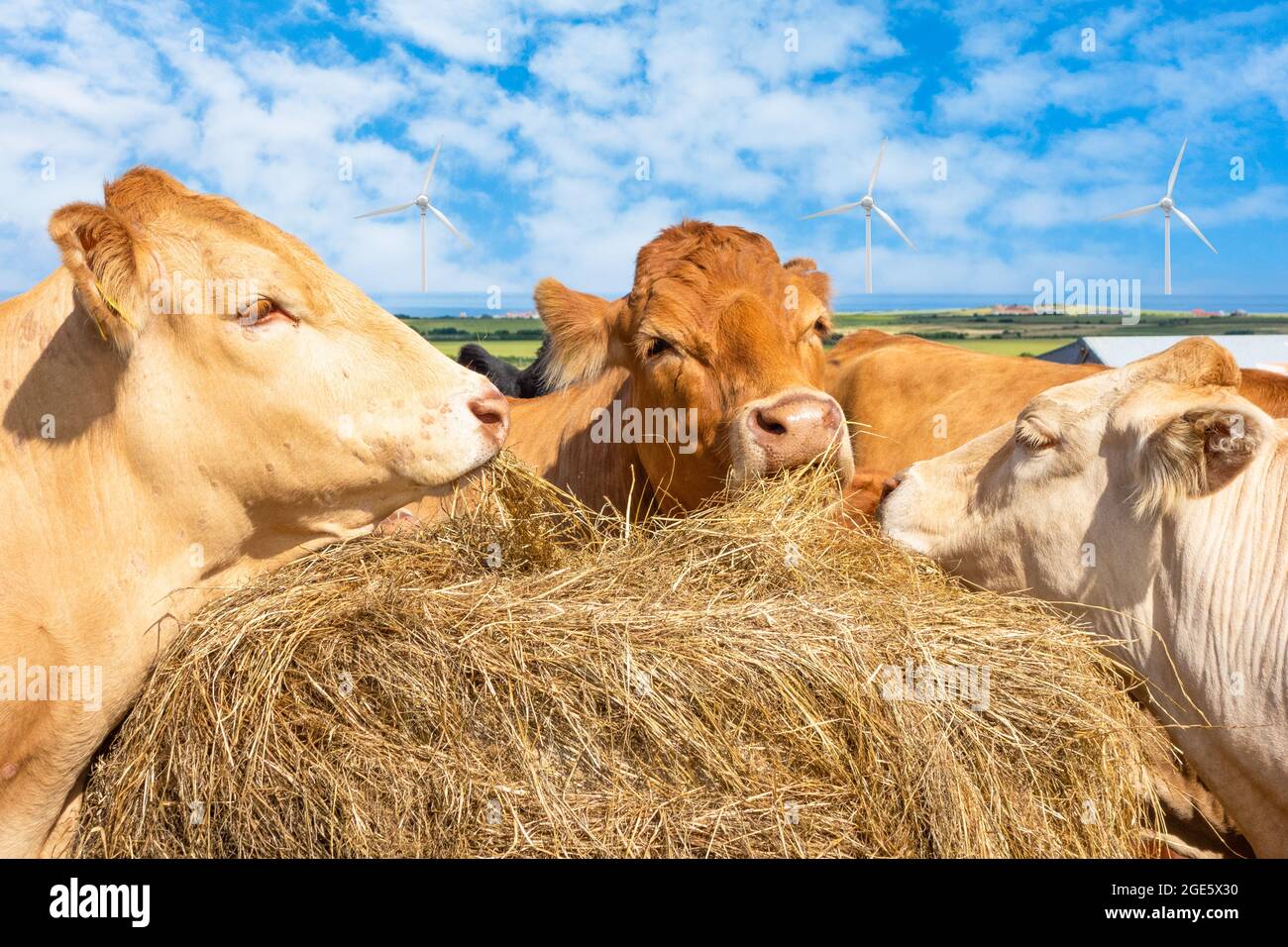 Cattle cows global warming climate change hi-res stock photography and ...