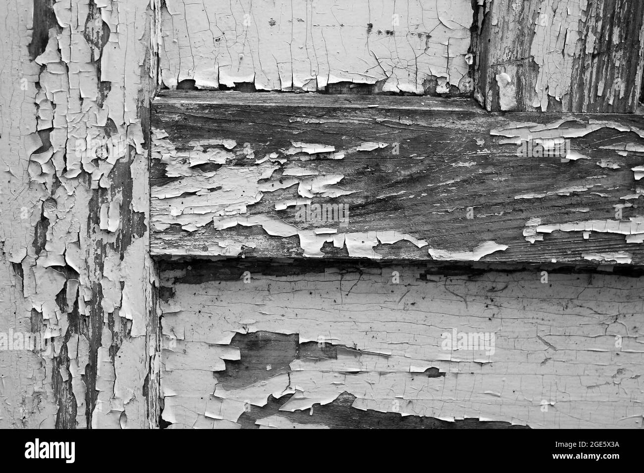 Bark beech tree texture Black and White Stock Photos & Images - Alamy
