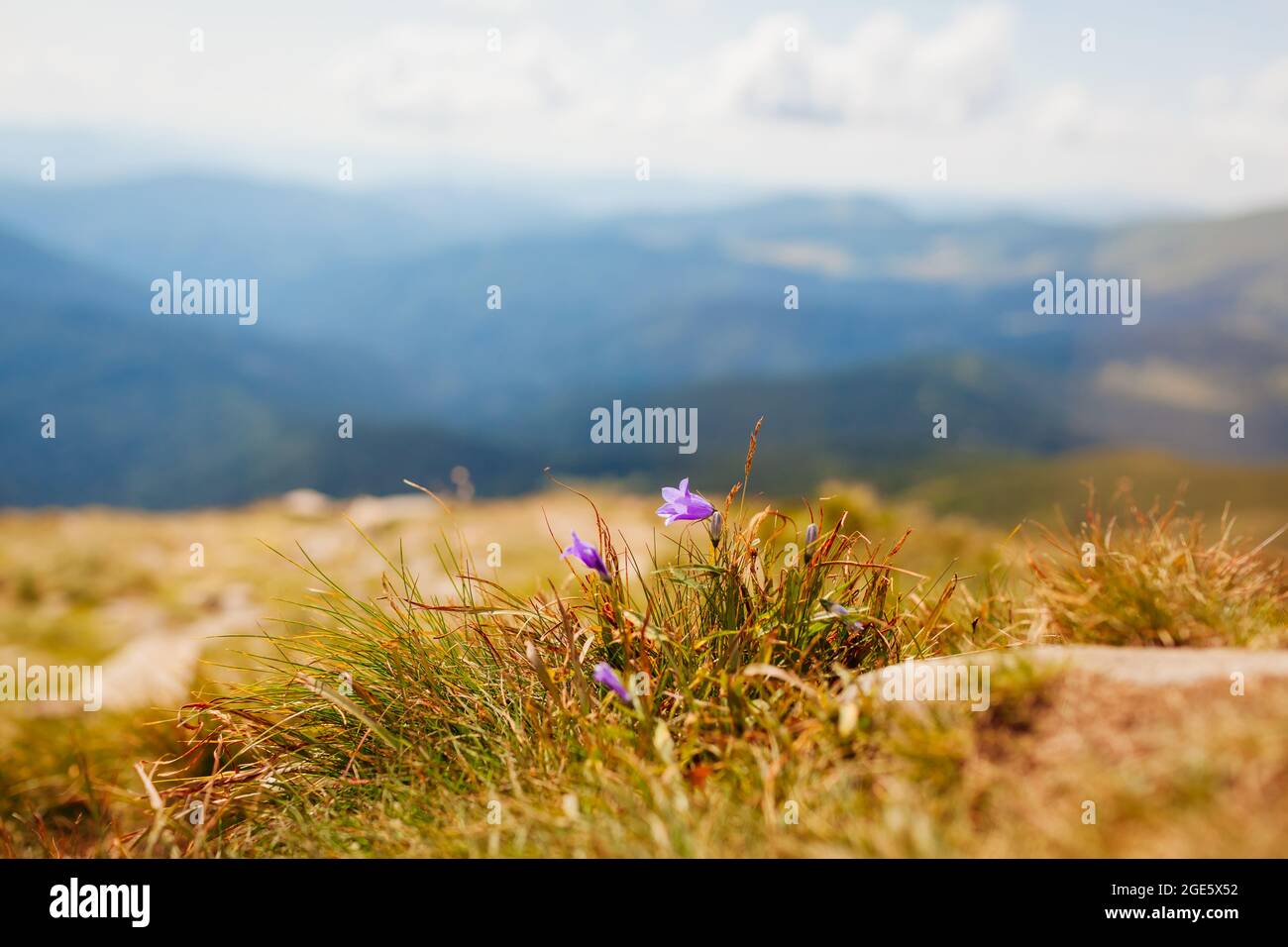 View of summer mountain landscape in Carpathians with purple bellflower ...