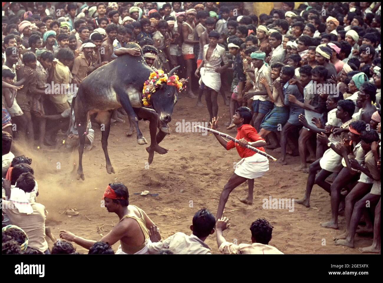 Jallikattu at Alanganallur near Madurai, Tamil Nadu. India Stock Photo ...