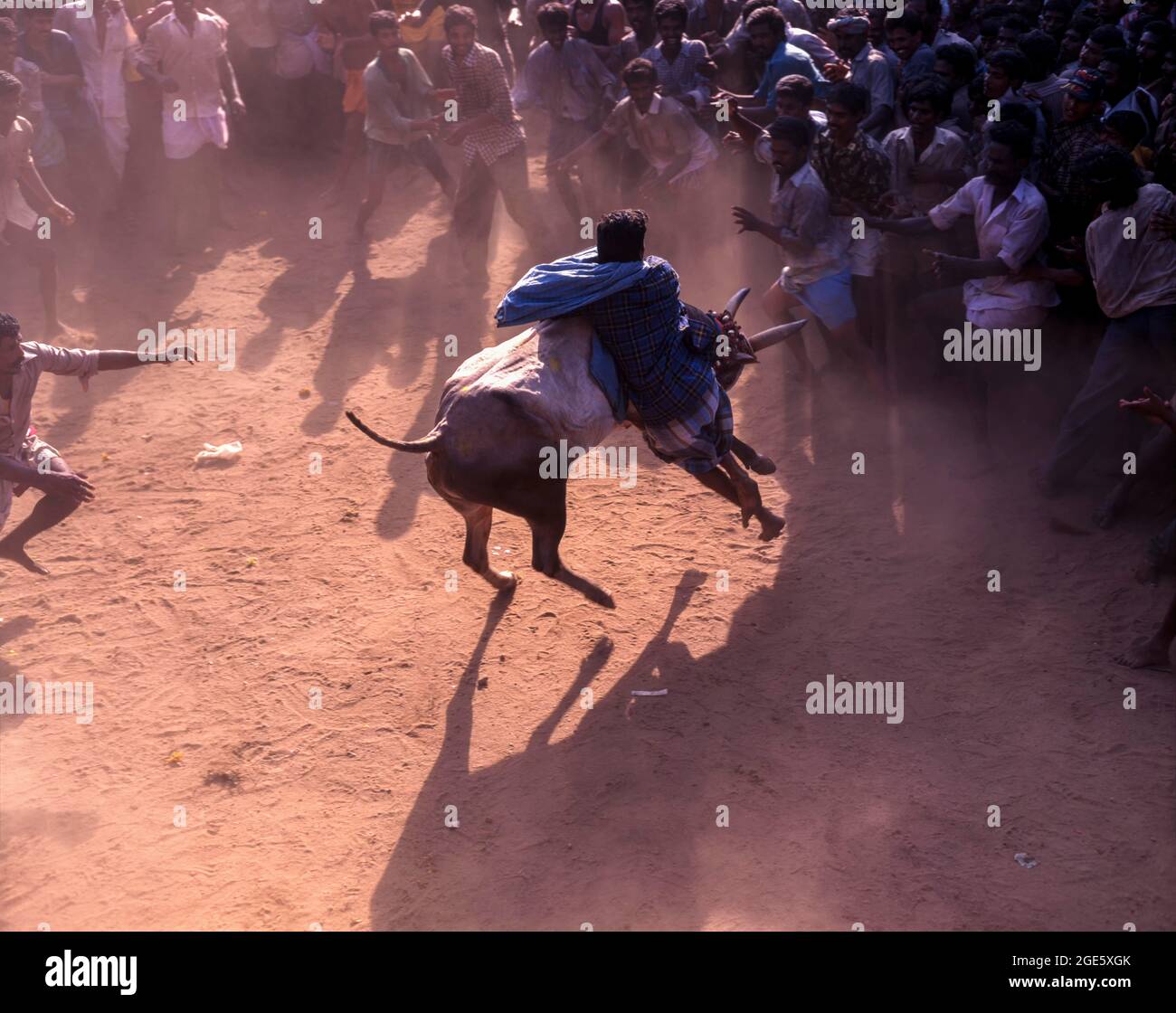 Jallikattu in Alanganallur near Madurai, Tamil Nadu, India Stock Photo ...