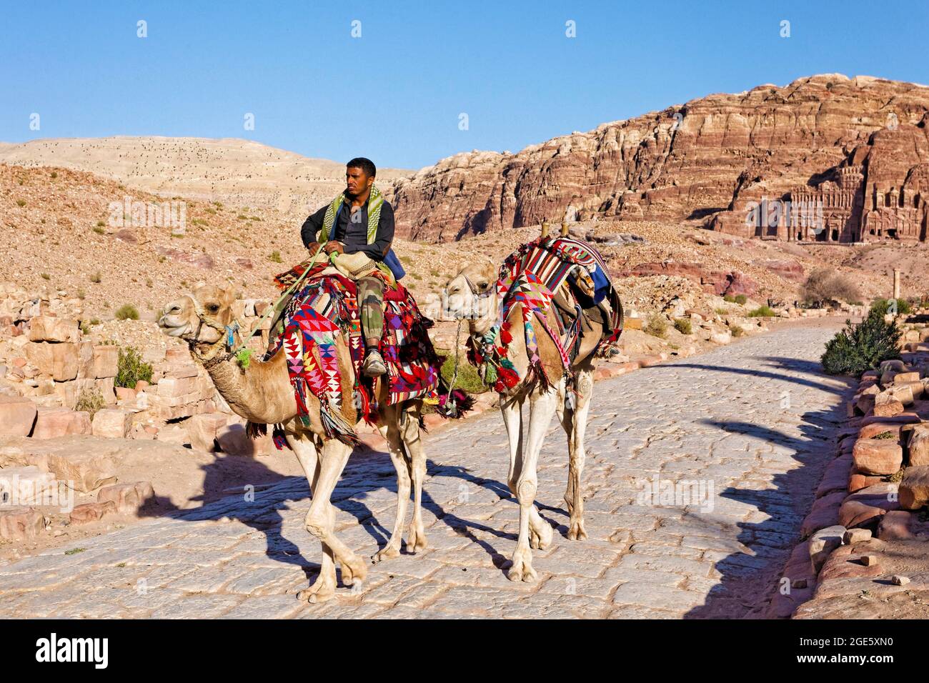 Jordanian (Camelus dromedarius) Camel rider with two camels on ...