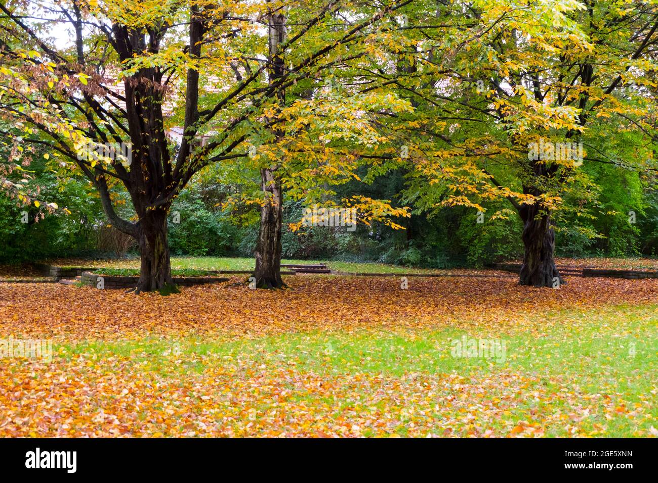 An urban park, field, lawn, path, walkway covered in leaves during fall ...