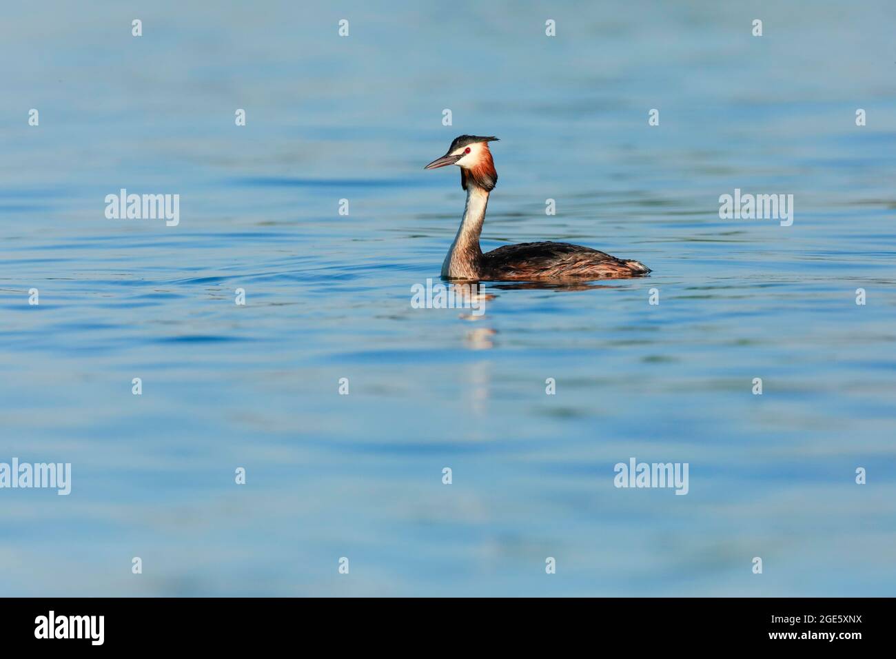 Great Crested Grebe in splendid dress swimming in blue water Stock ...