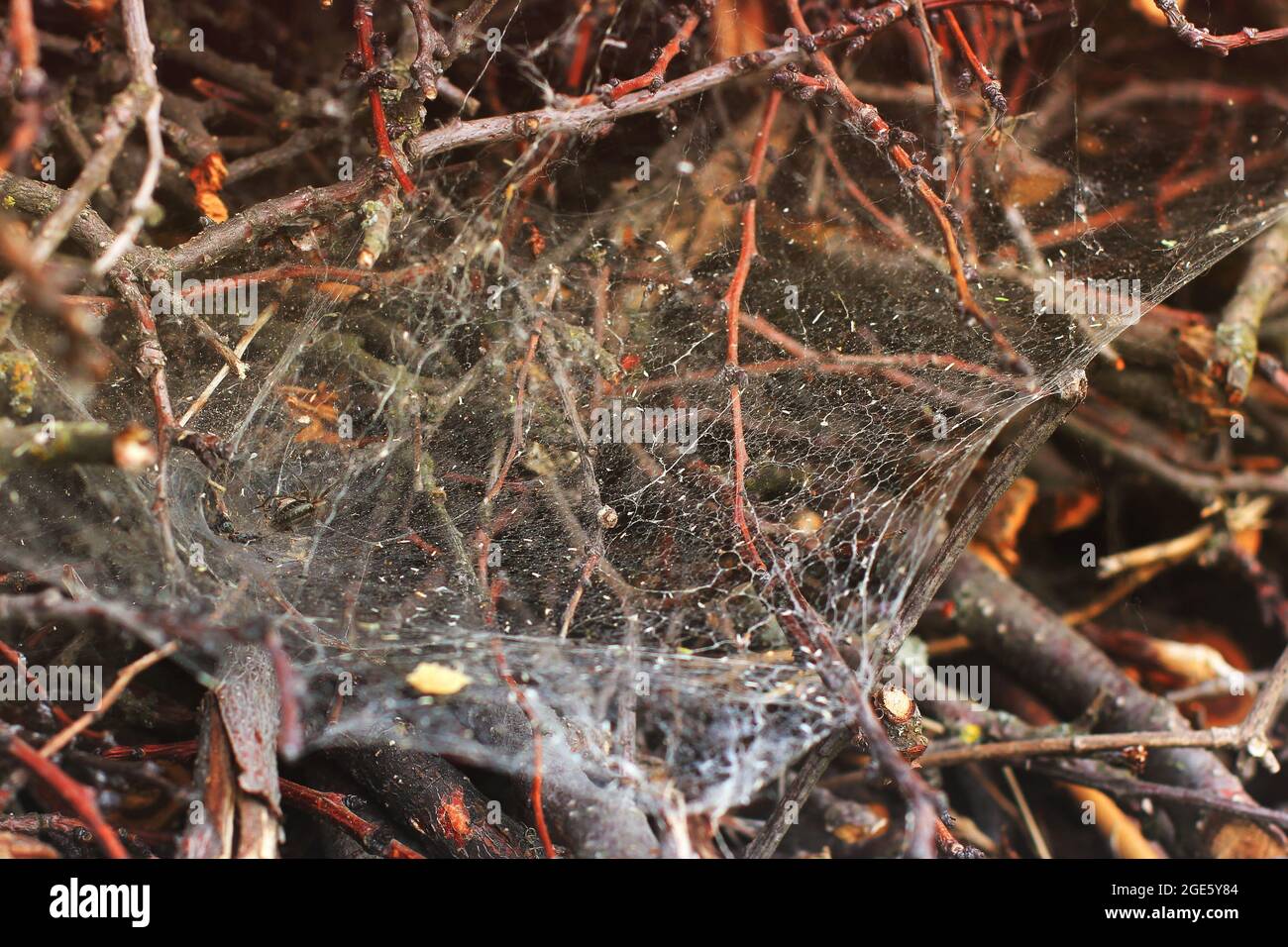 Thick light brown wooden stick hi-res stock photography and images - Alamy