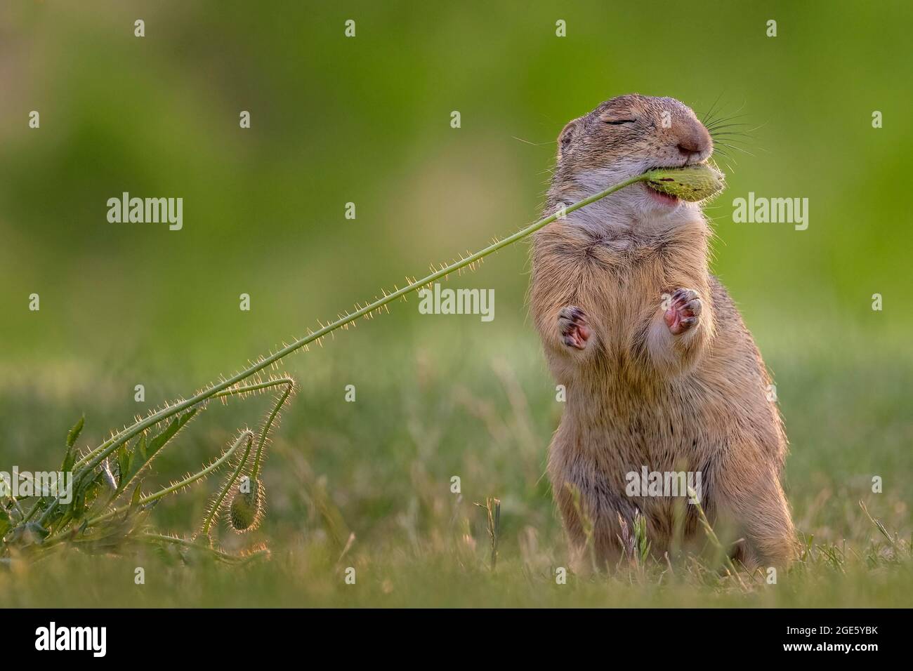 European ground squirrel (Spermophilus citellus) feeding on poppy pods ...