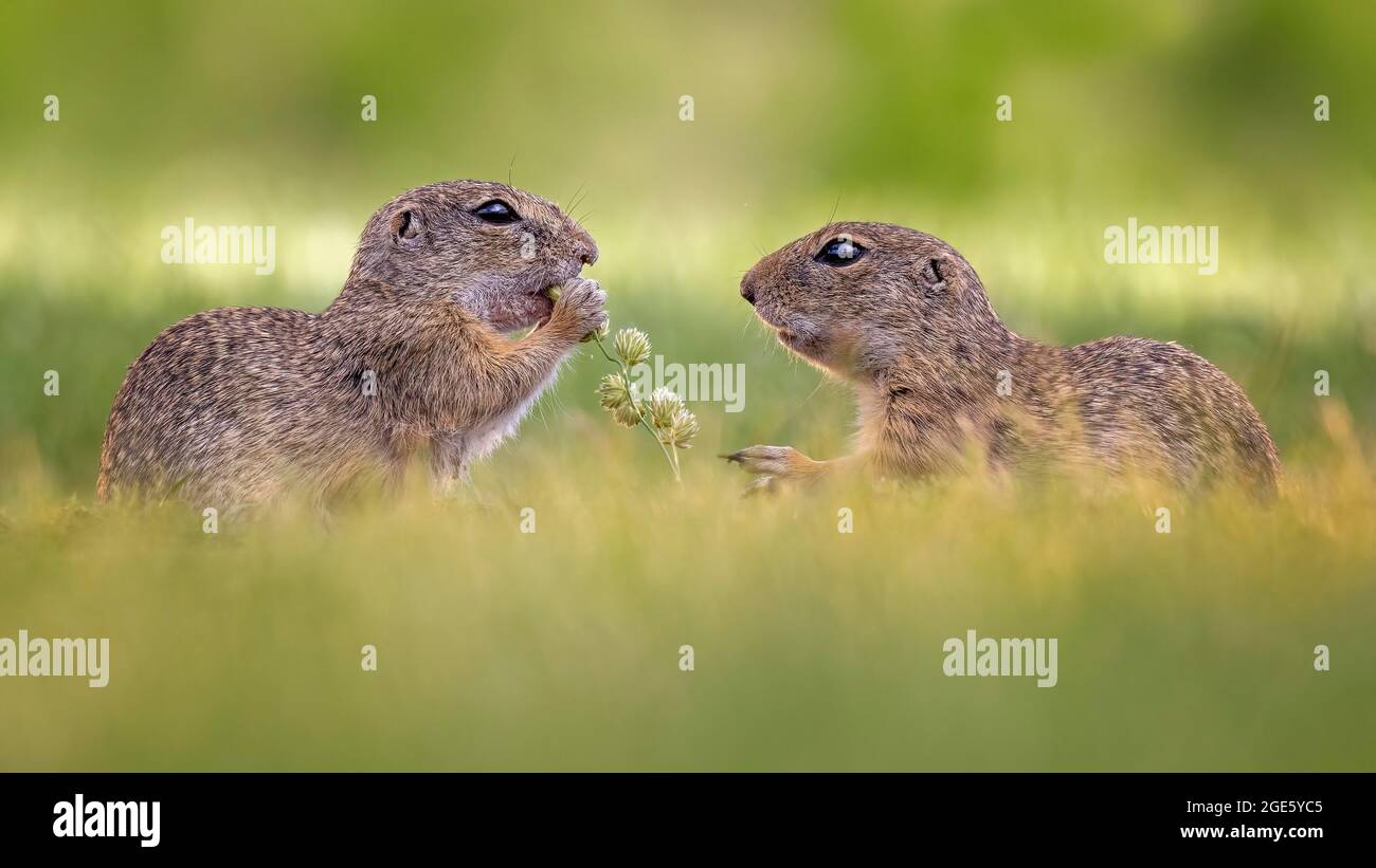 European ground squirrel (Spermophilus citellus) eating grass seeds ...