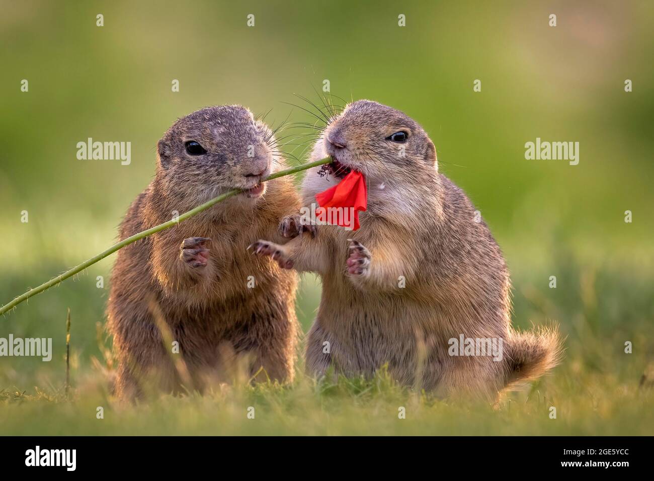 European ground squirrel (Spermophilus citellus) feeding on poppy ...