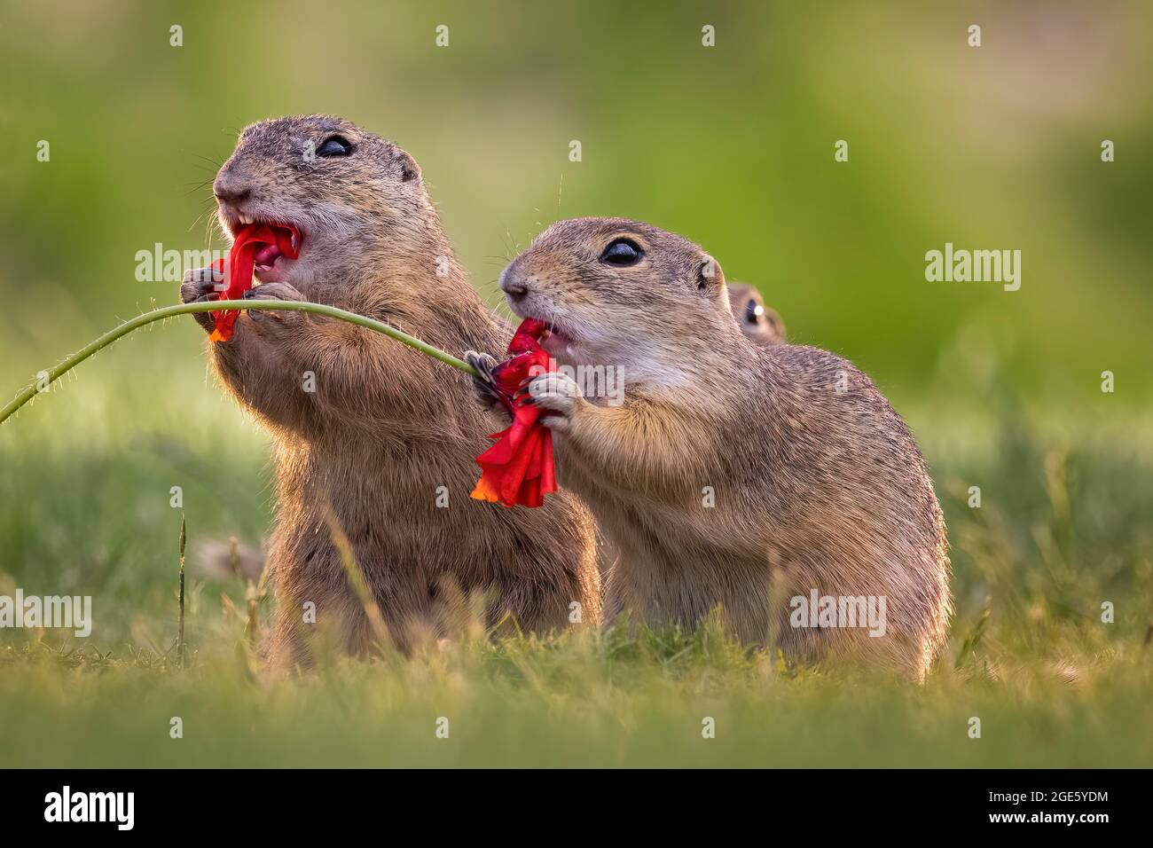 European ground squirrel (Spermophilus citellus) feeding on poppy ...