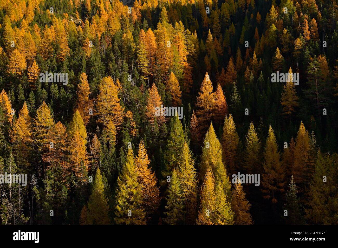 Autumn-coloured larches, Engadine, Canton Grisons, Switzerland Stock ...