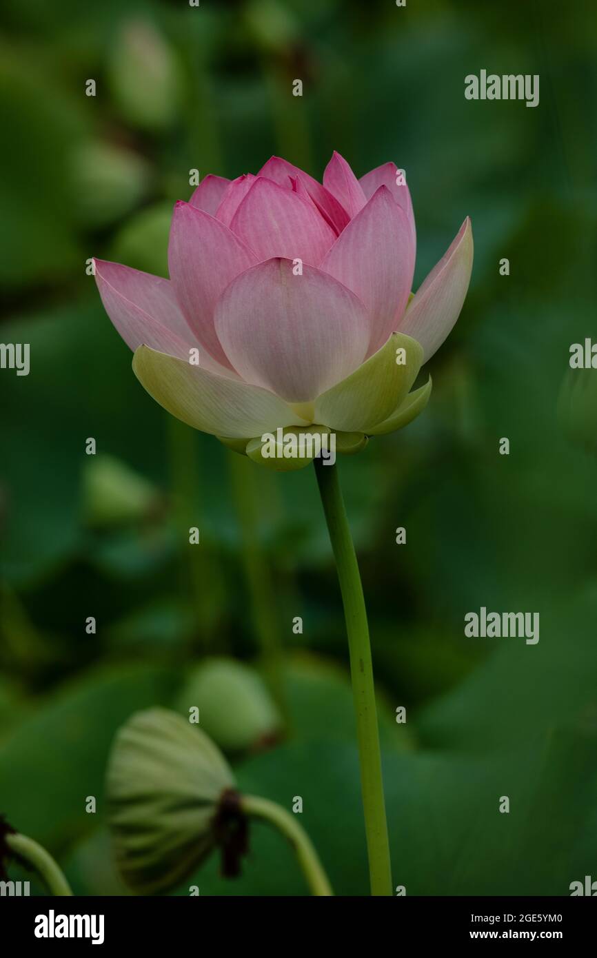 Lotus, Krasnodar, Russia Stock Photo - Alamy
