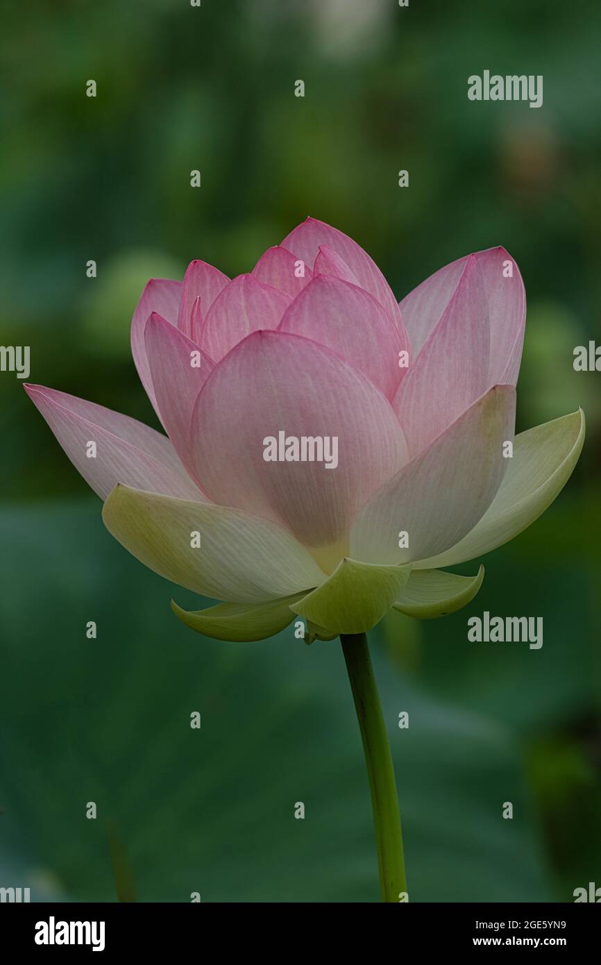 Lotus, Krasnodar, Russia Stock Photo - Alamy