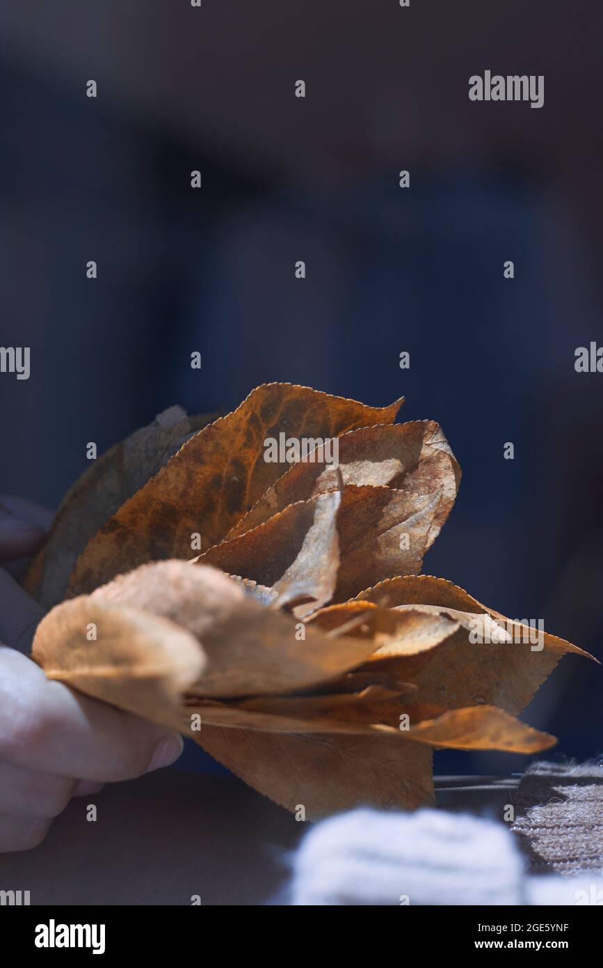 Woman hands hold a pile of fall leaves near the windows. Autumnal ...