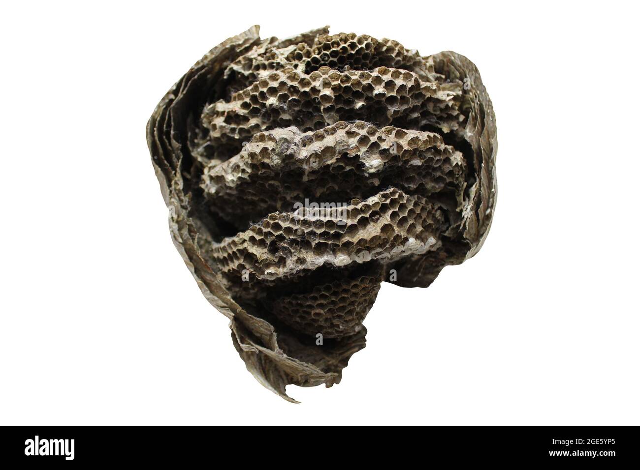 an isolated big wasp nest Stock Photo - Alamy