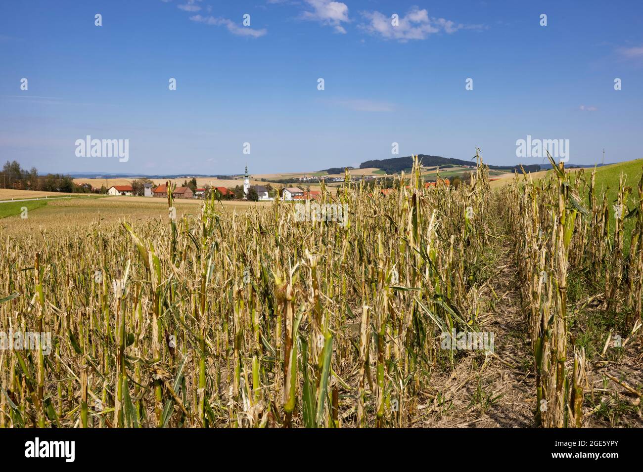 Maize (Zea mays) plants in a field with hail damage after a heavy storm ...