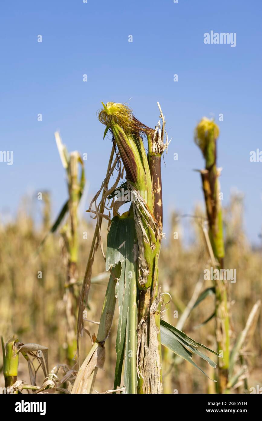 Corn plant damage hi-res stock photography and images - Alamy