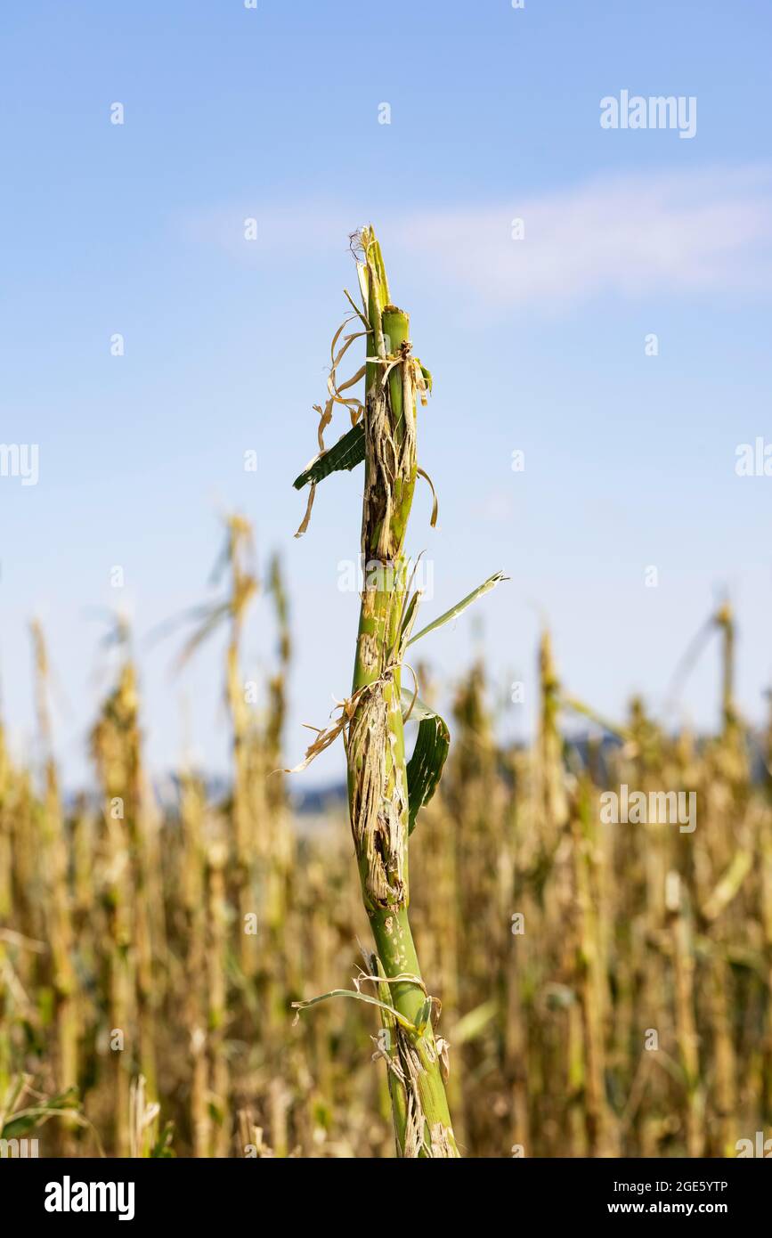 Corn plant damage hi-res stock photography and images - Alamy