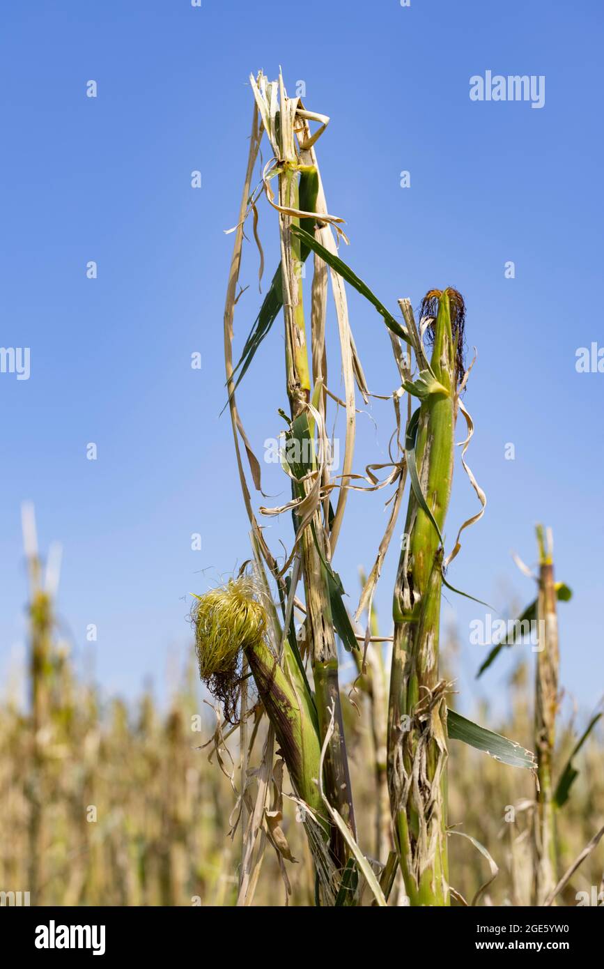 Hail Damage To Crops