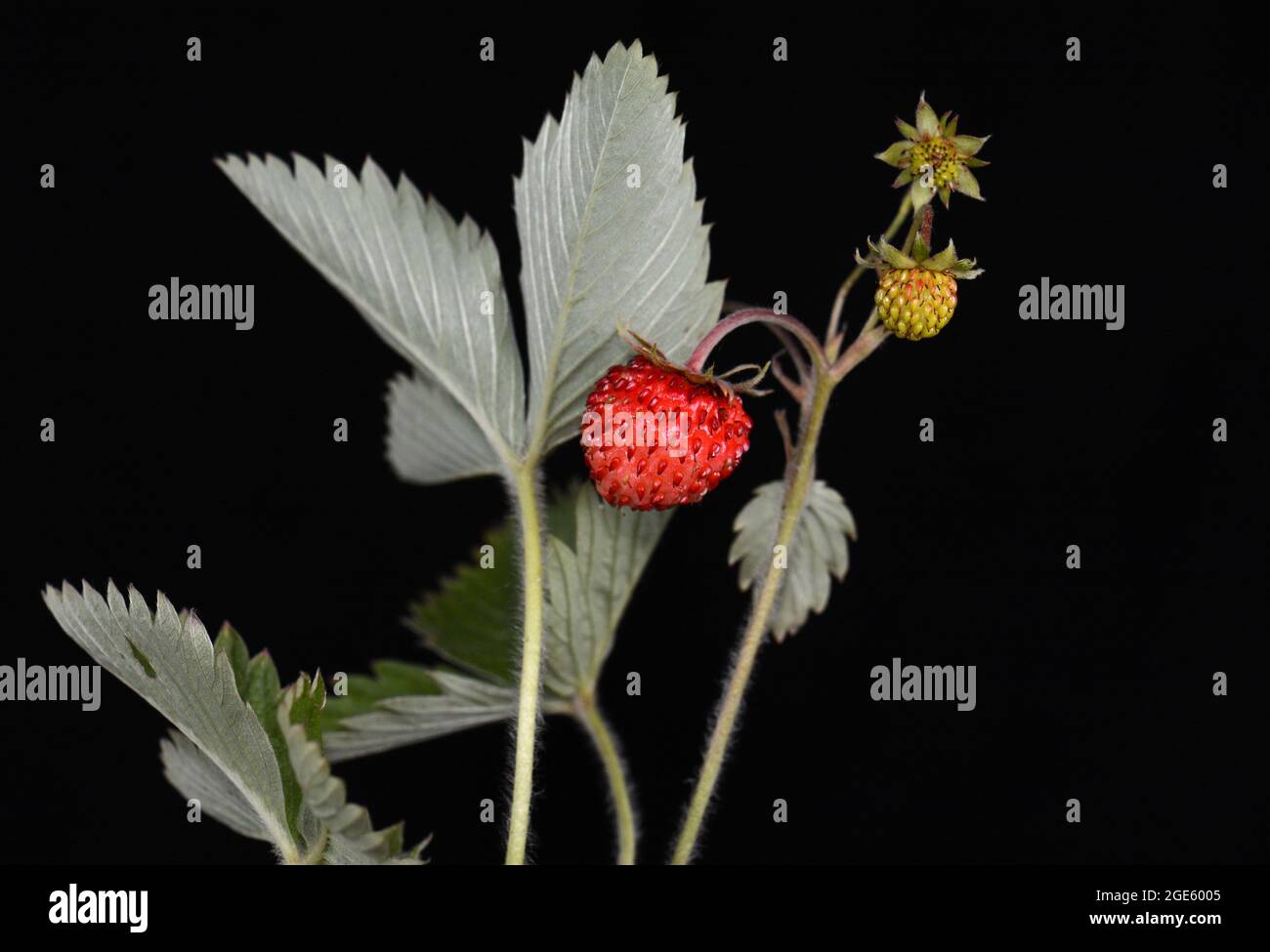 Branch of Wild strawberry with leaves isolated on black background ...